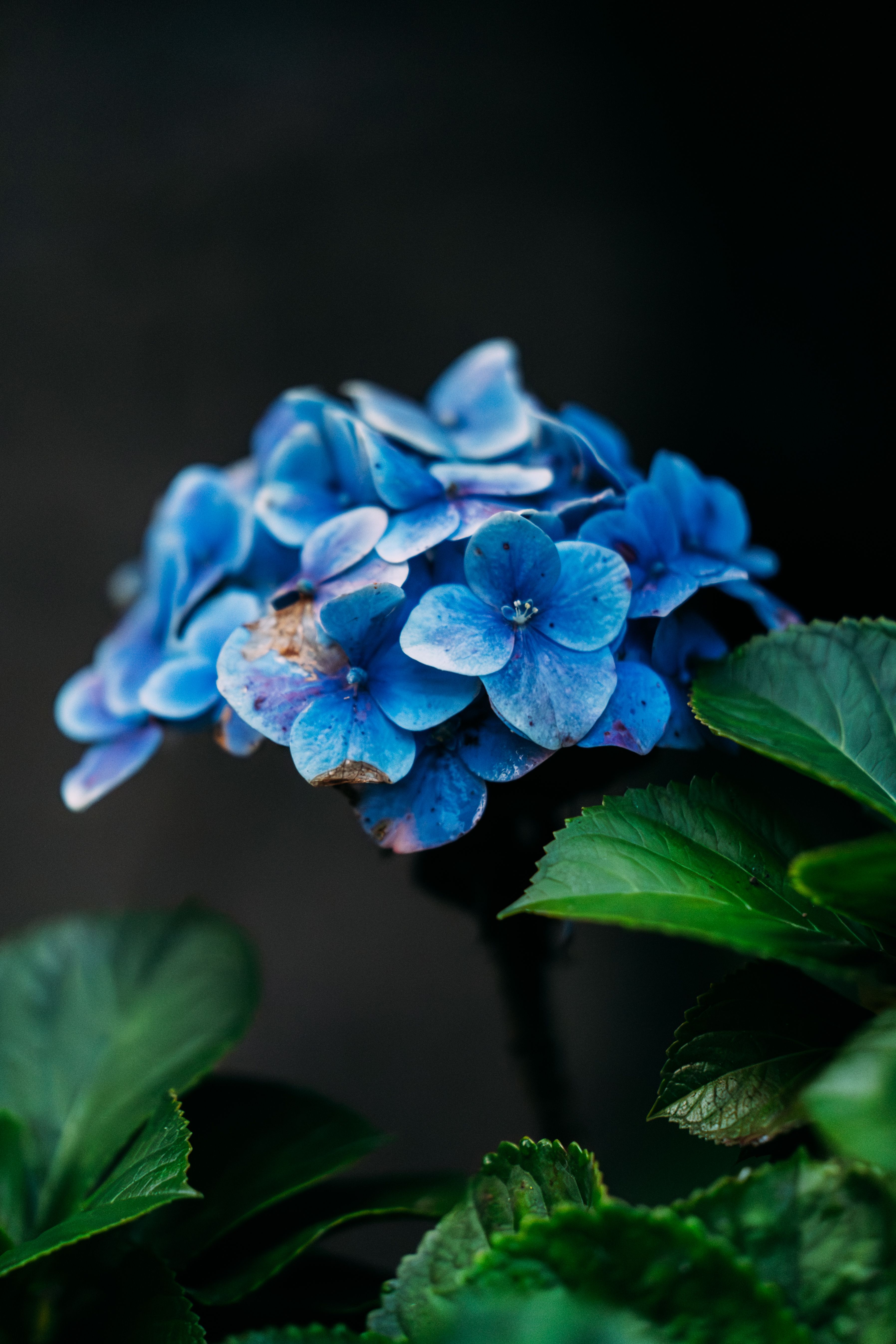 Hortênsia Azul Vibrante No Jardim De El Salvador · Foto profissional ...