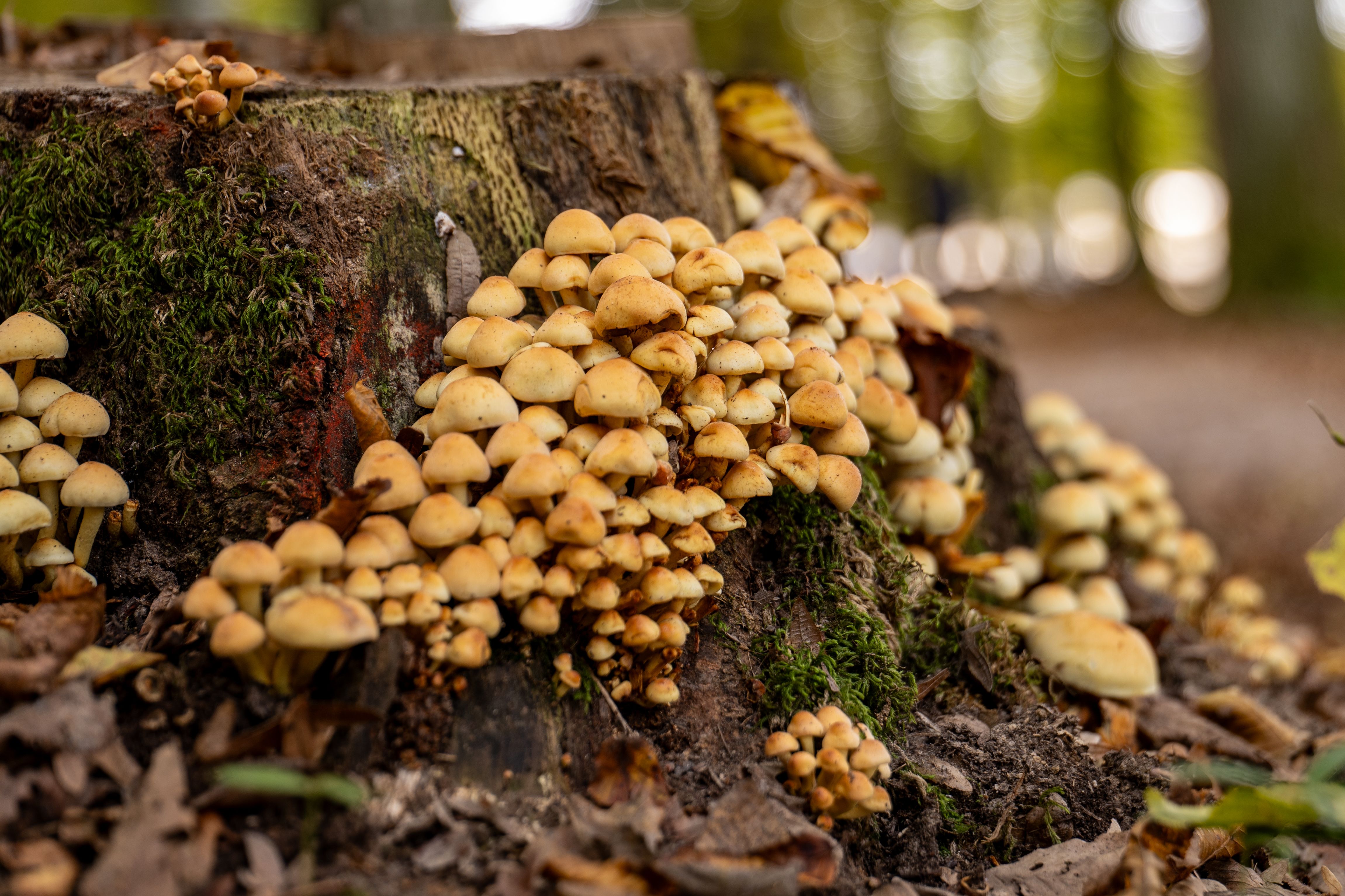 Close-up of Yellow Fungi in Ball Shapes Growing on a Tree Trunk · Free ...