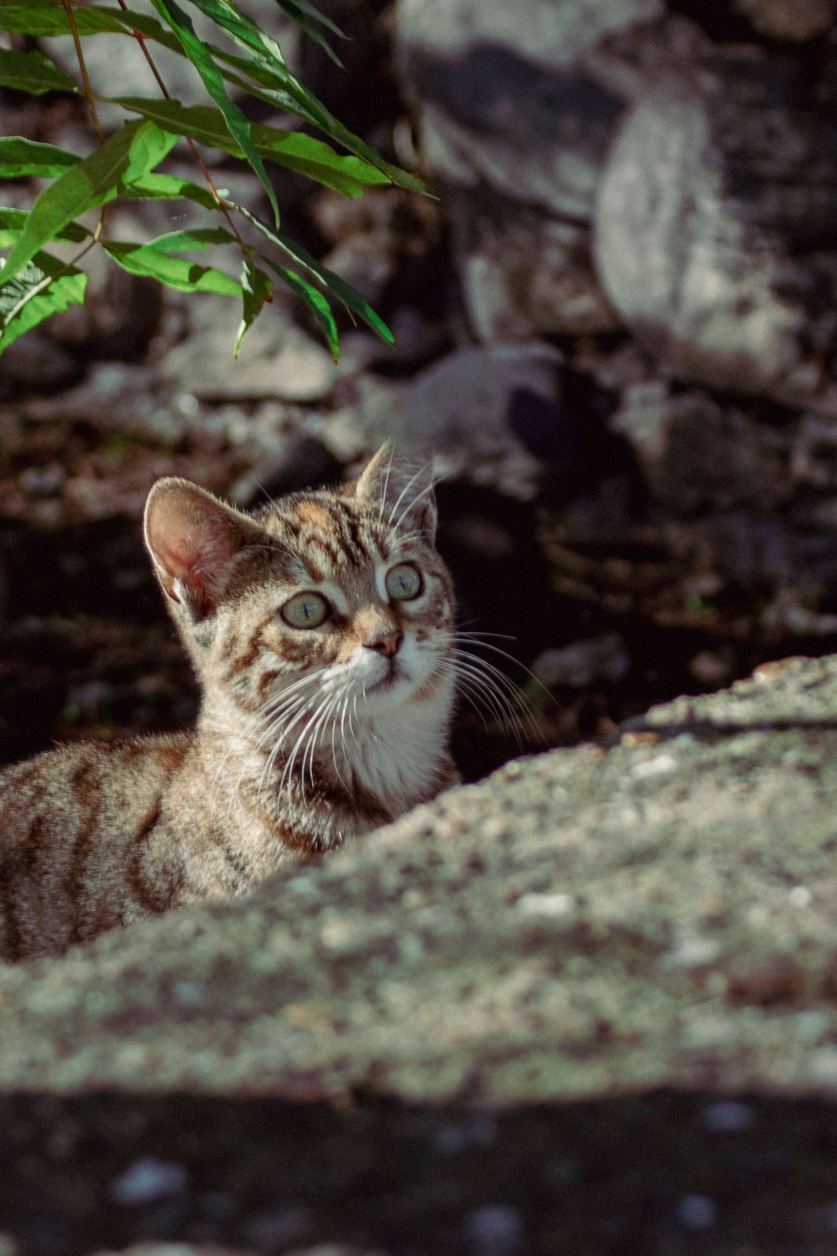 Korean Cat Photos, Download The BEST Free Korean Cat Stock Photos & HD ...