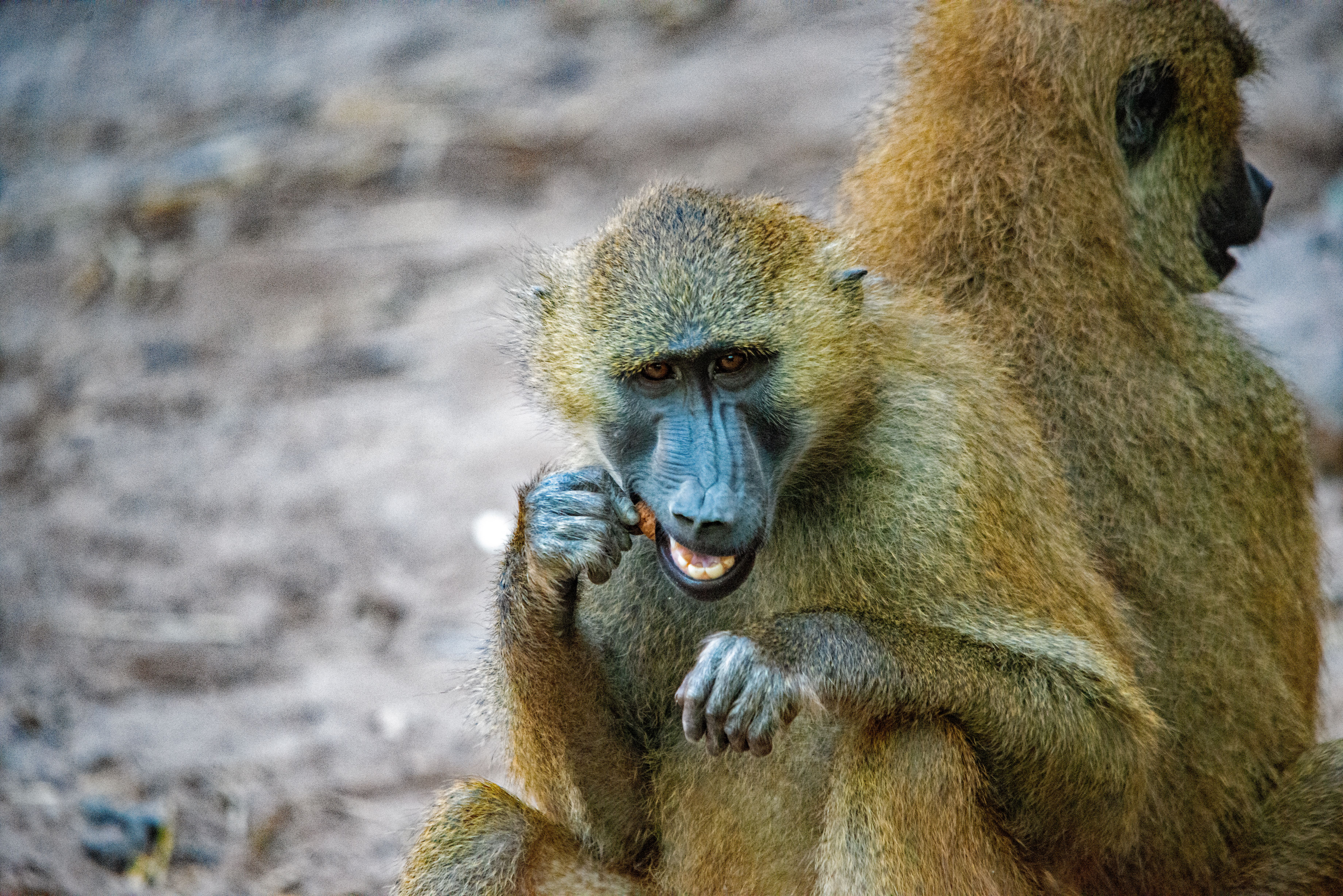 Baboon Eating in Nuremberg Zoo Habitat · Free Stock Photo