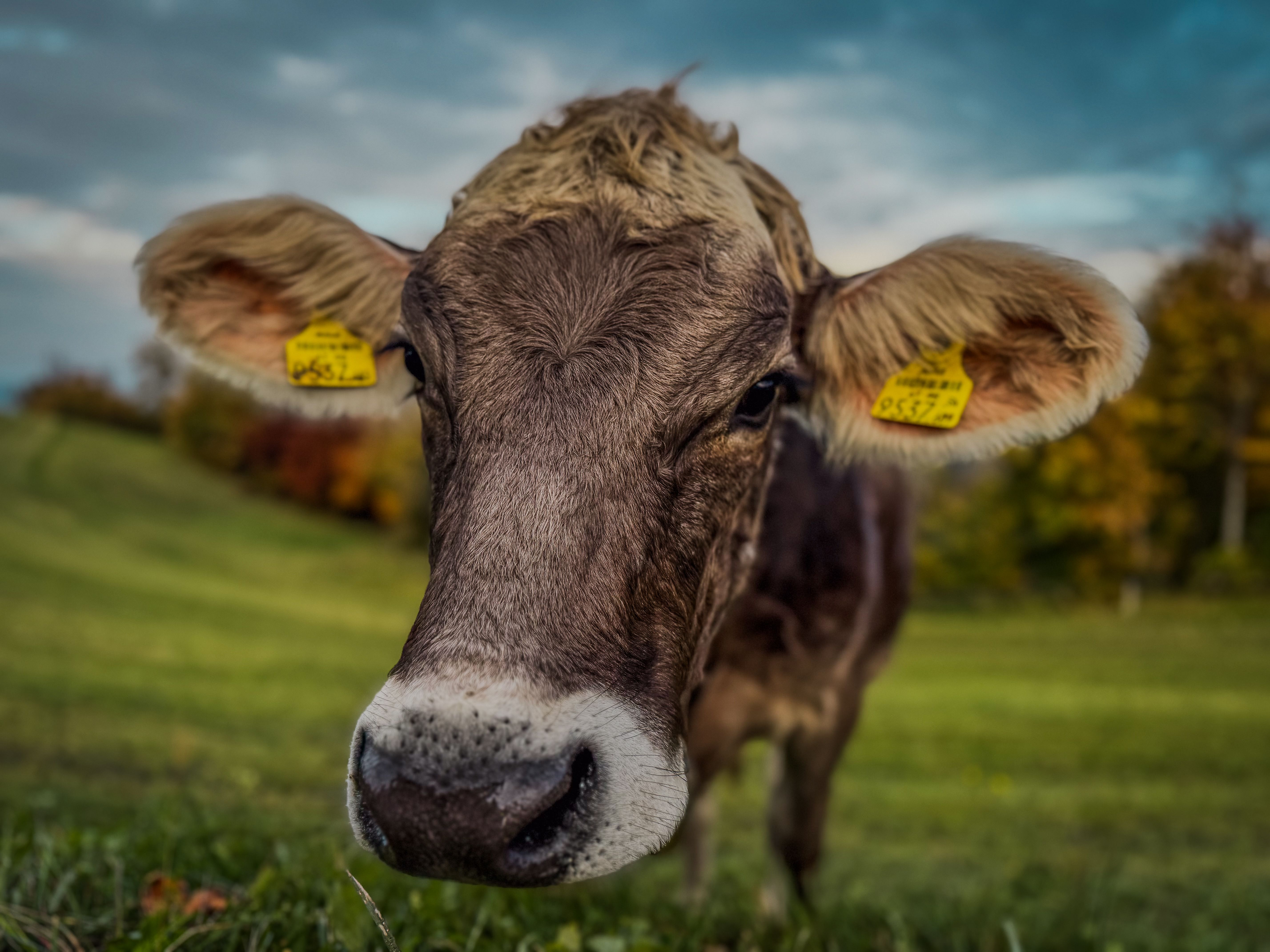 Close-Up of Brown Cow in Plankenstein Pasture · Free Stock Photo