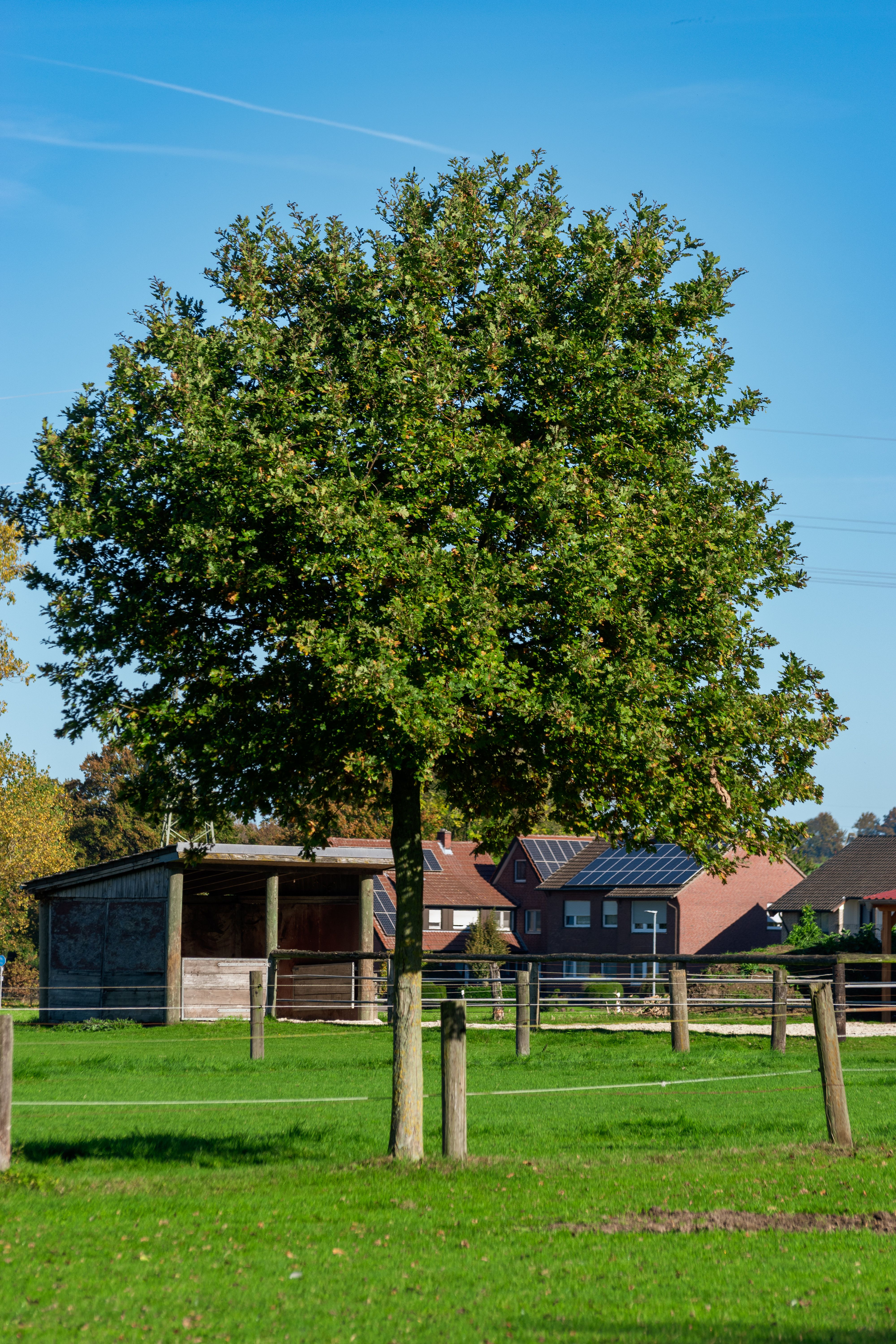 Lush Green Tree in Rural Countryside Setting · Free Stock Photo