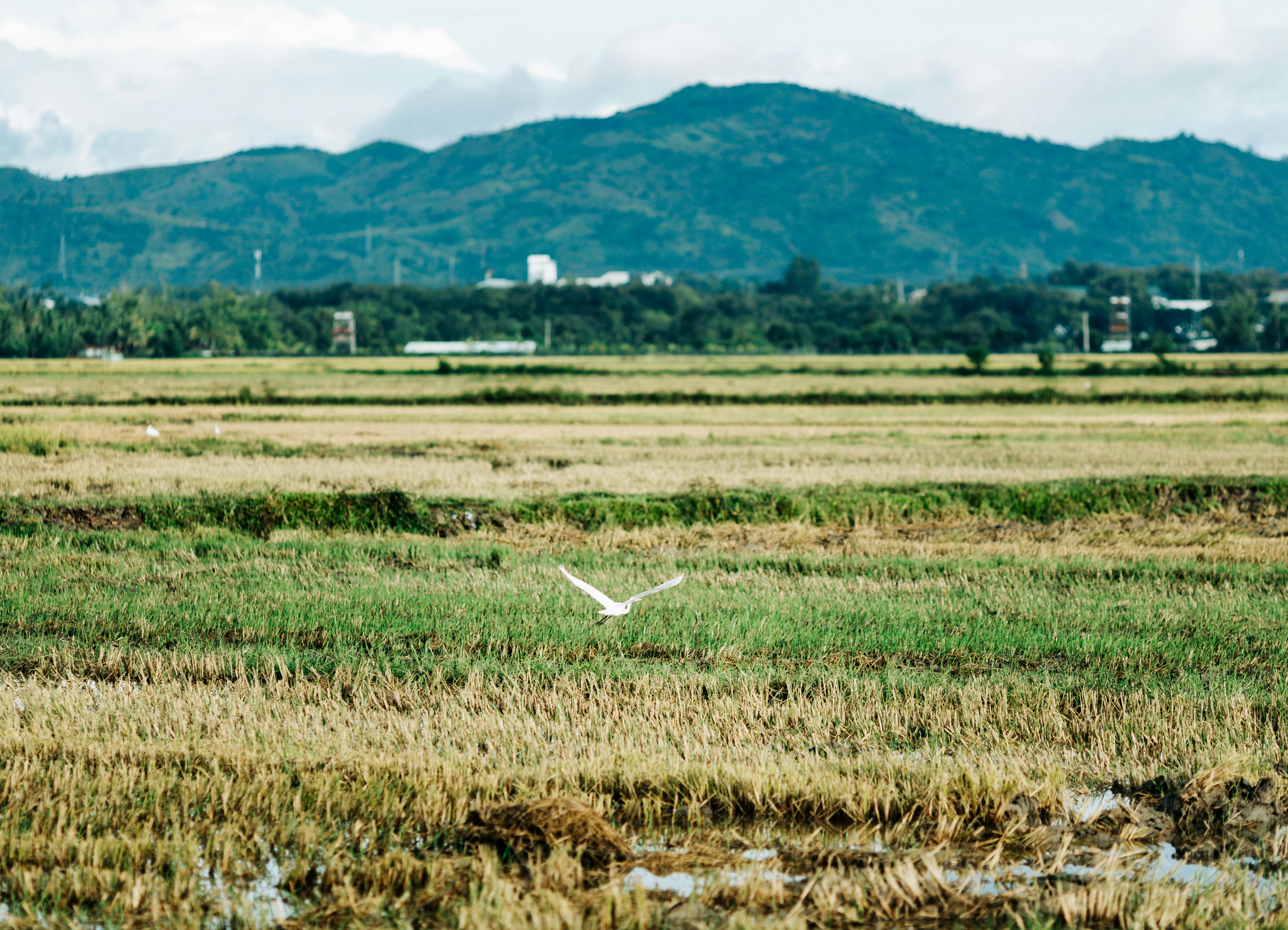 Paddy Photos, Download The BEST Free Paddy Stock Photos & HD Images