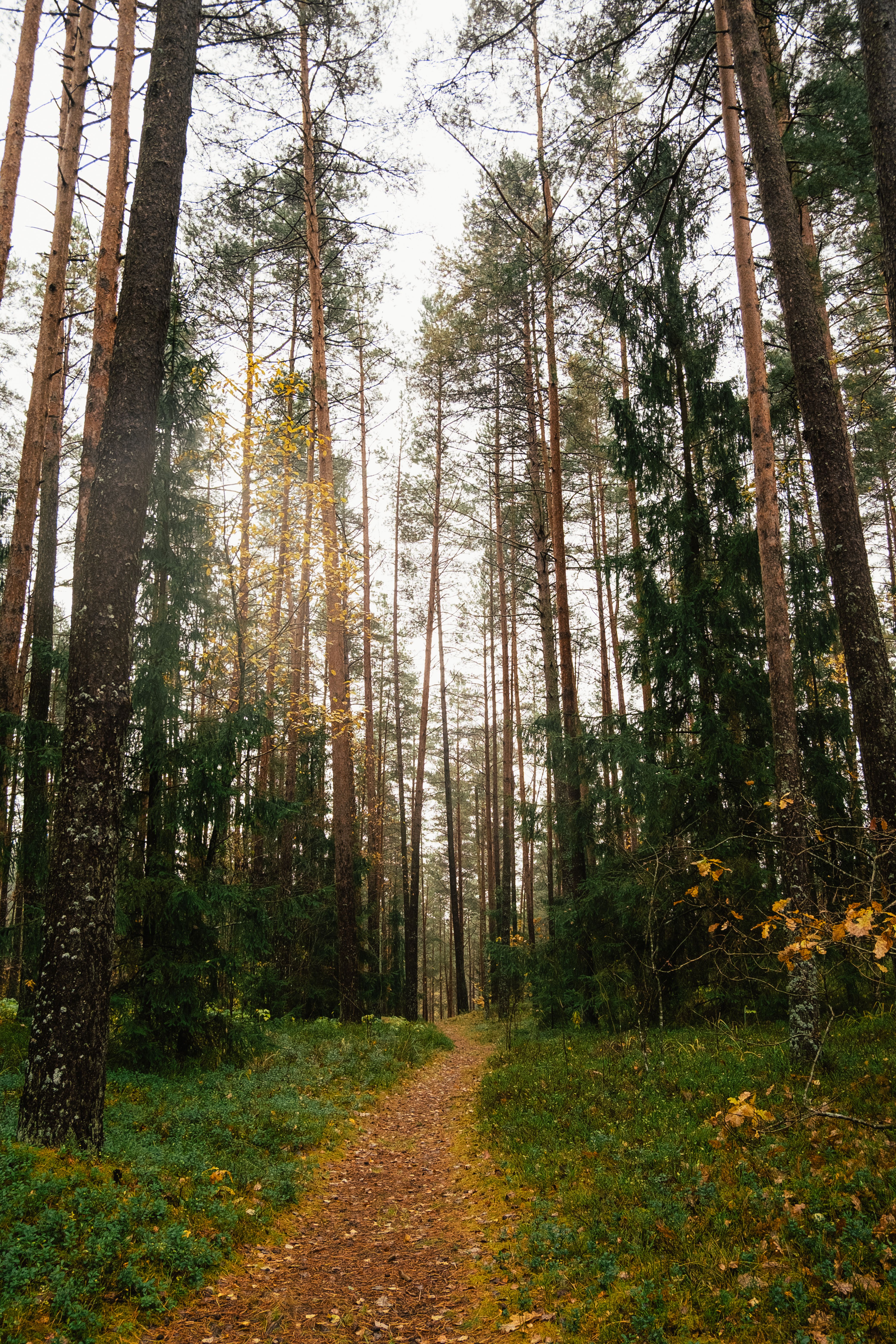 Tranquil Autumn Forest Pathway Scene · Free Stock Photo