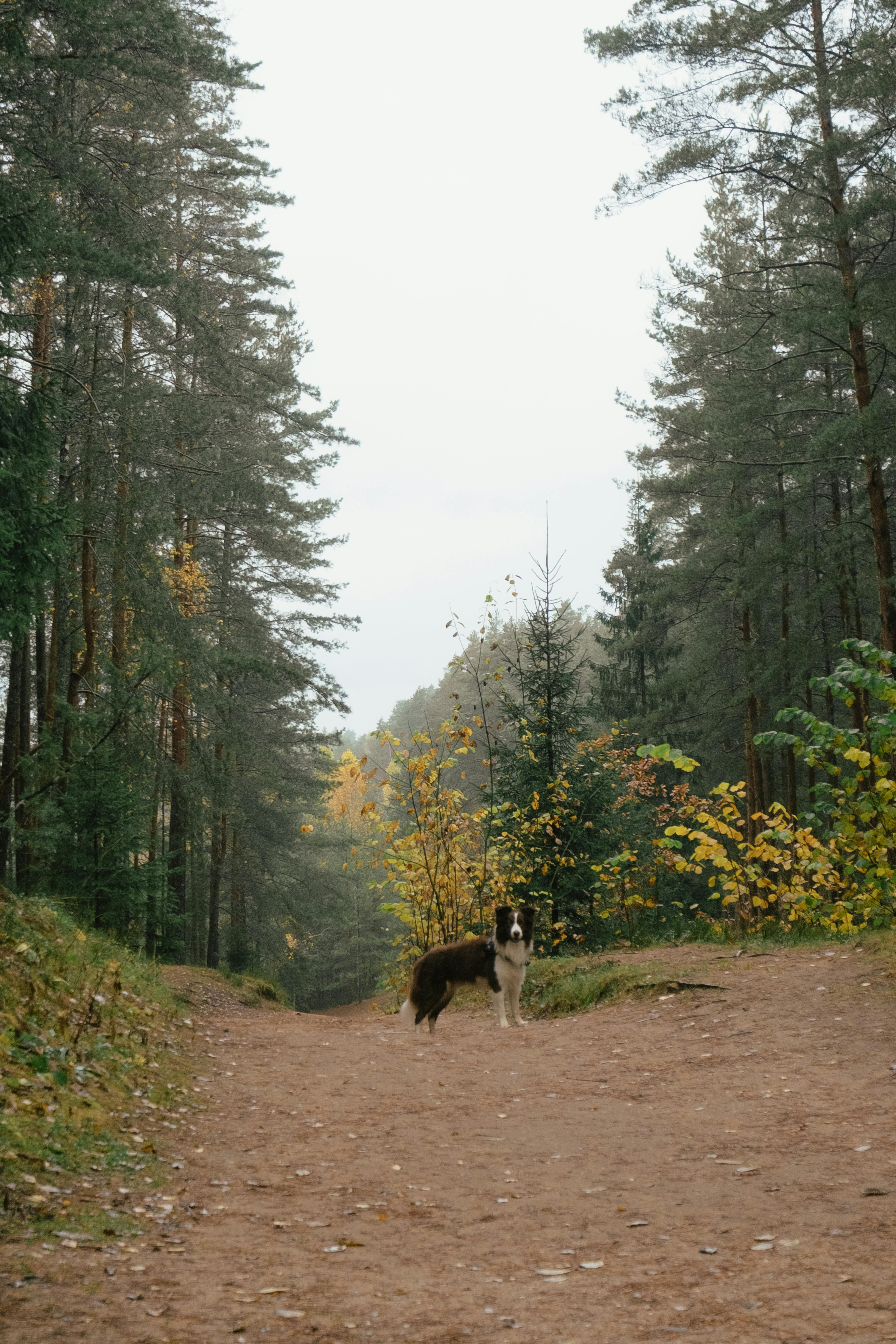 Pibble+Meme+Dog Photos, Download The BEST Free Pibble+Meme+Dog Stock ...