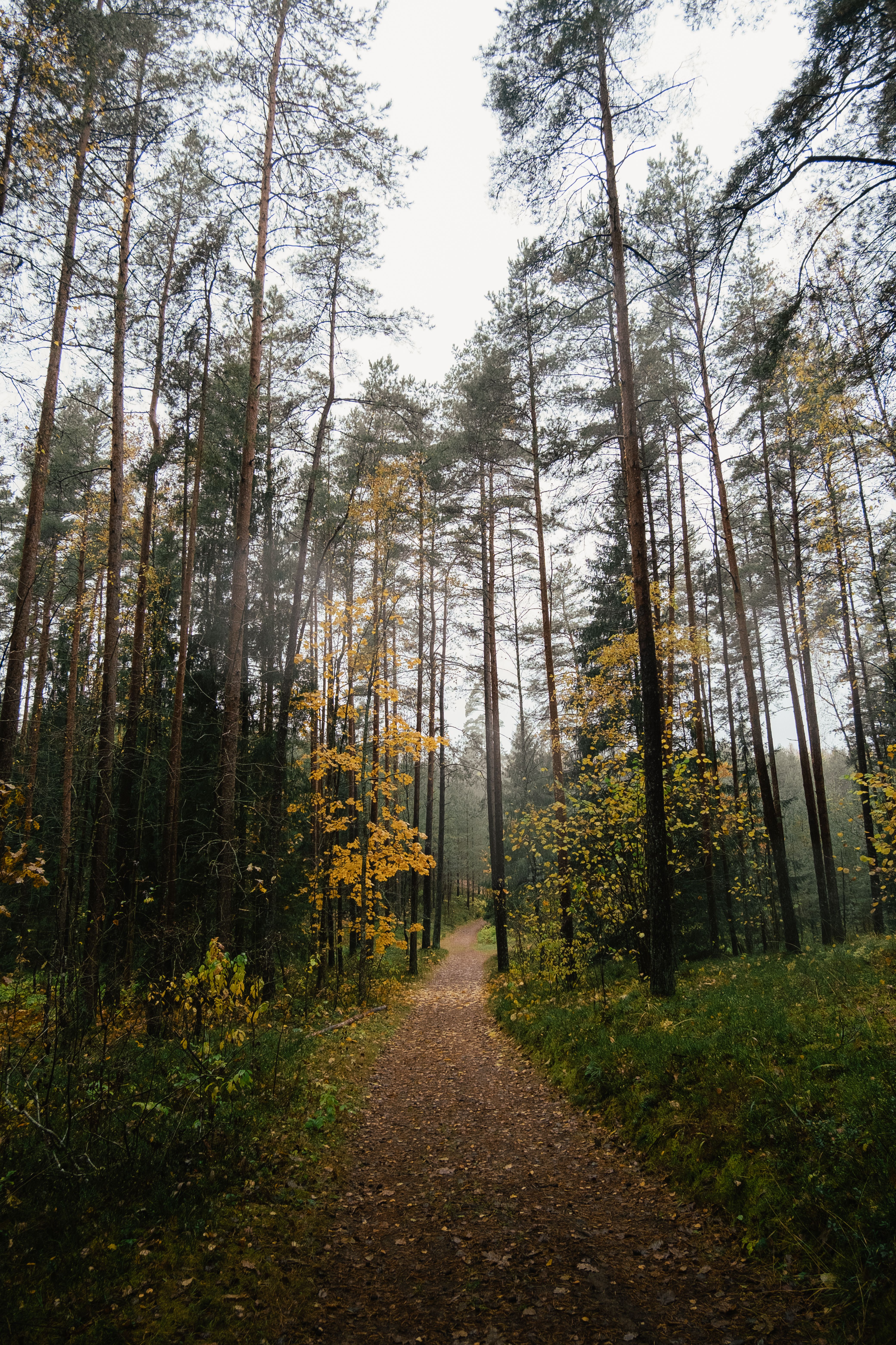 Tranquil Autumn Forest Pathway Scene · Free Stock Photo