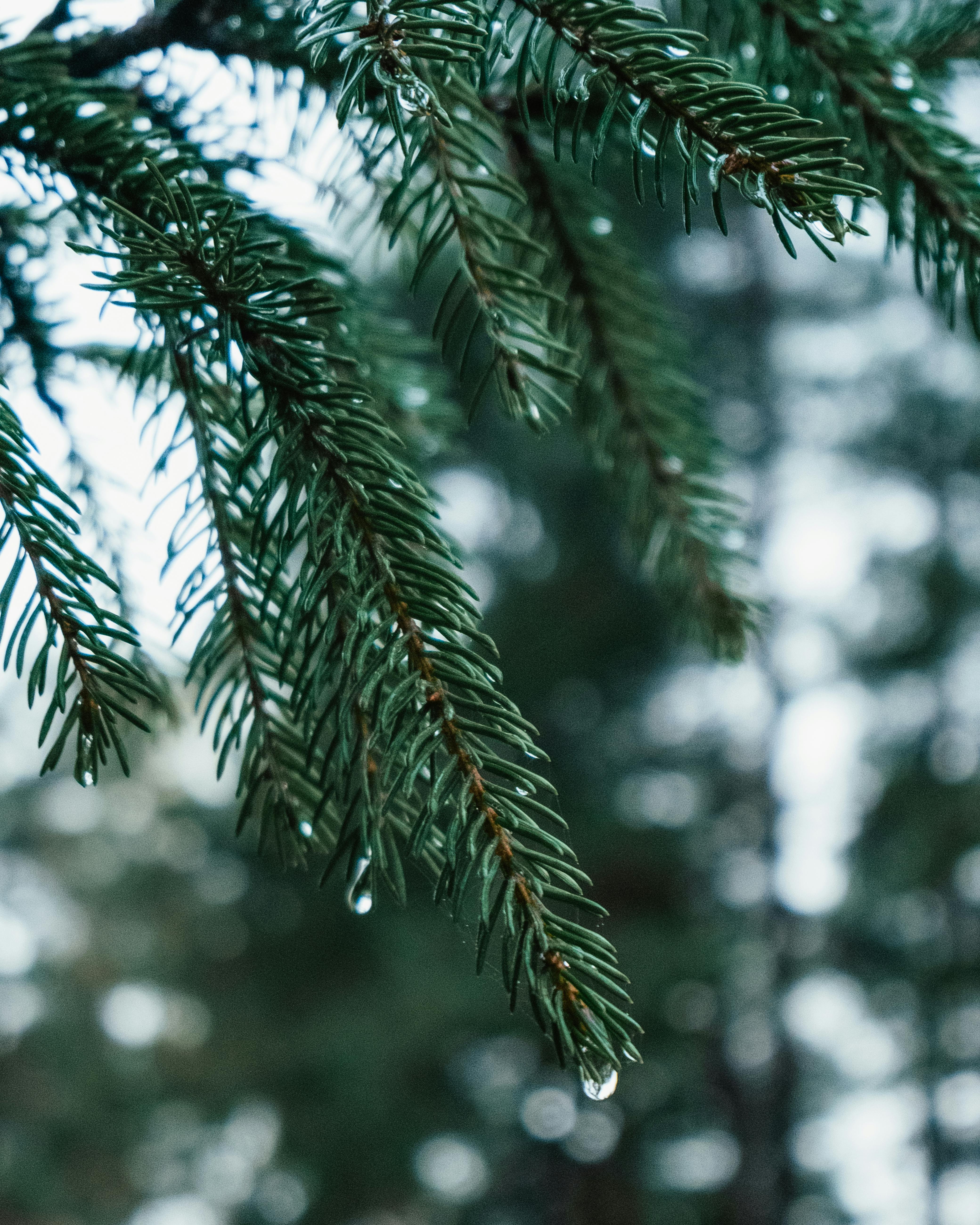 Plants Without Background Photos, Download The BEST Free Plants Without ...