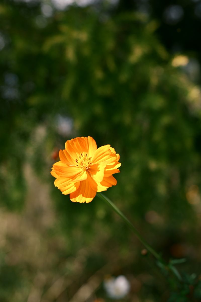 Flower 4k Photos, Download The BEST Free Flower 4k Stock Photos & HD Images