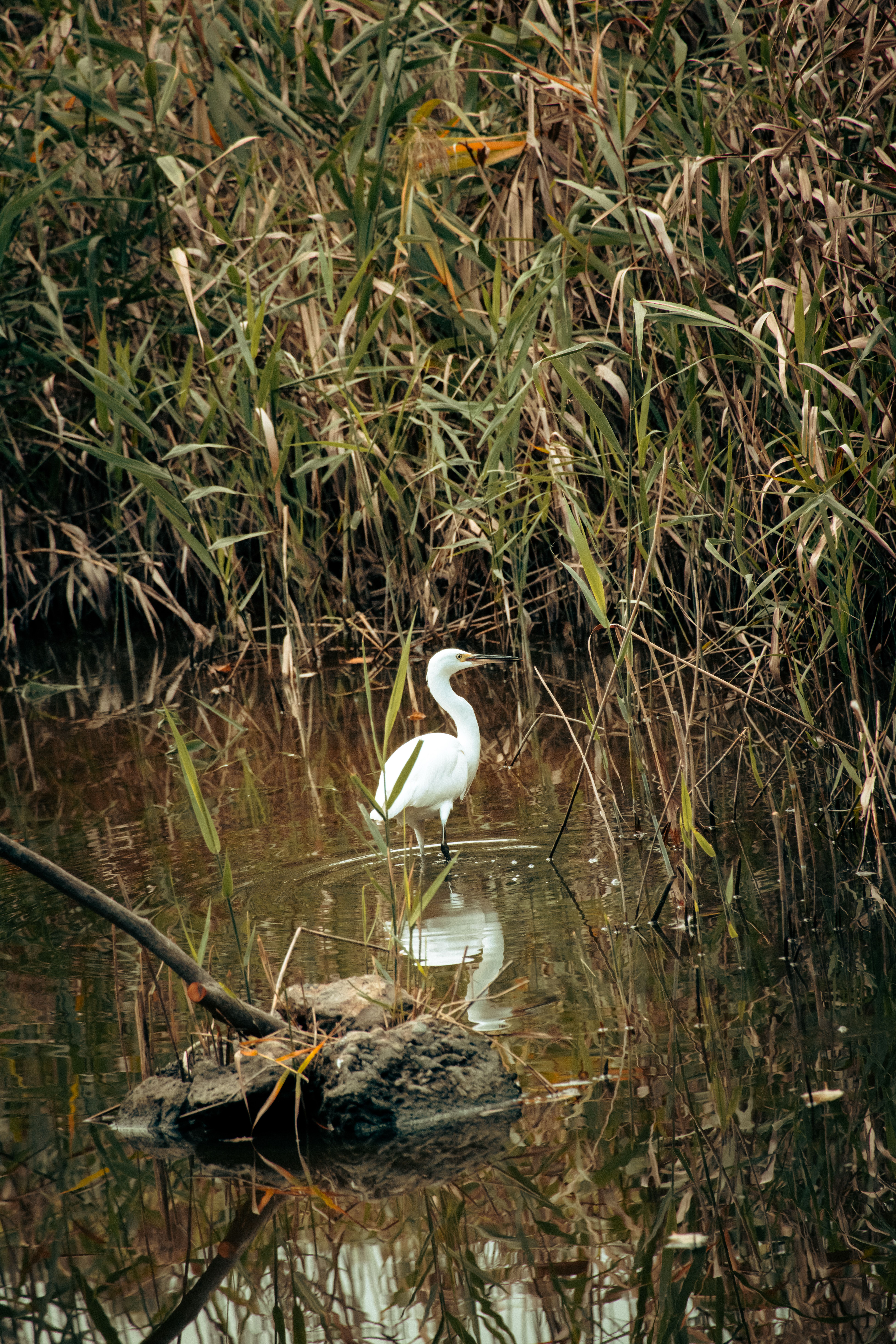Elegant Egret in Lush Wetland Setting · Free Stock Photo