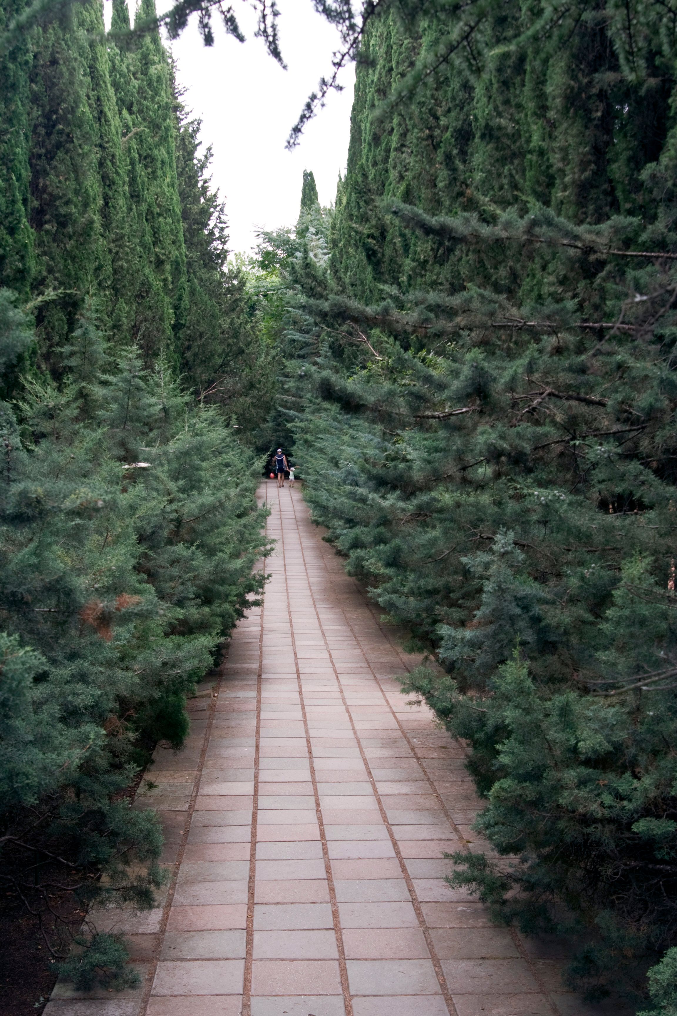 Scenic Pathway Lined with Lush Greenery · Free Stock Photo