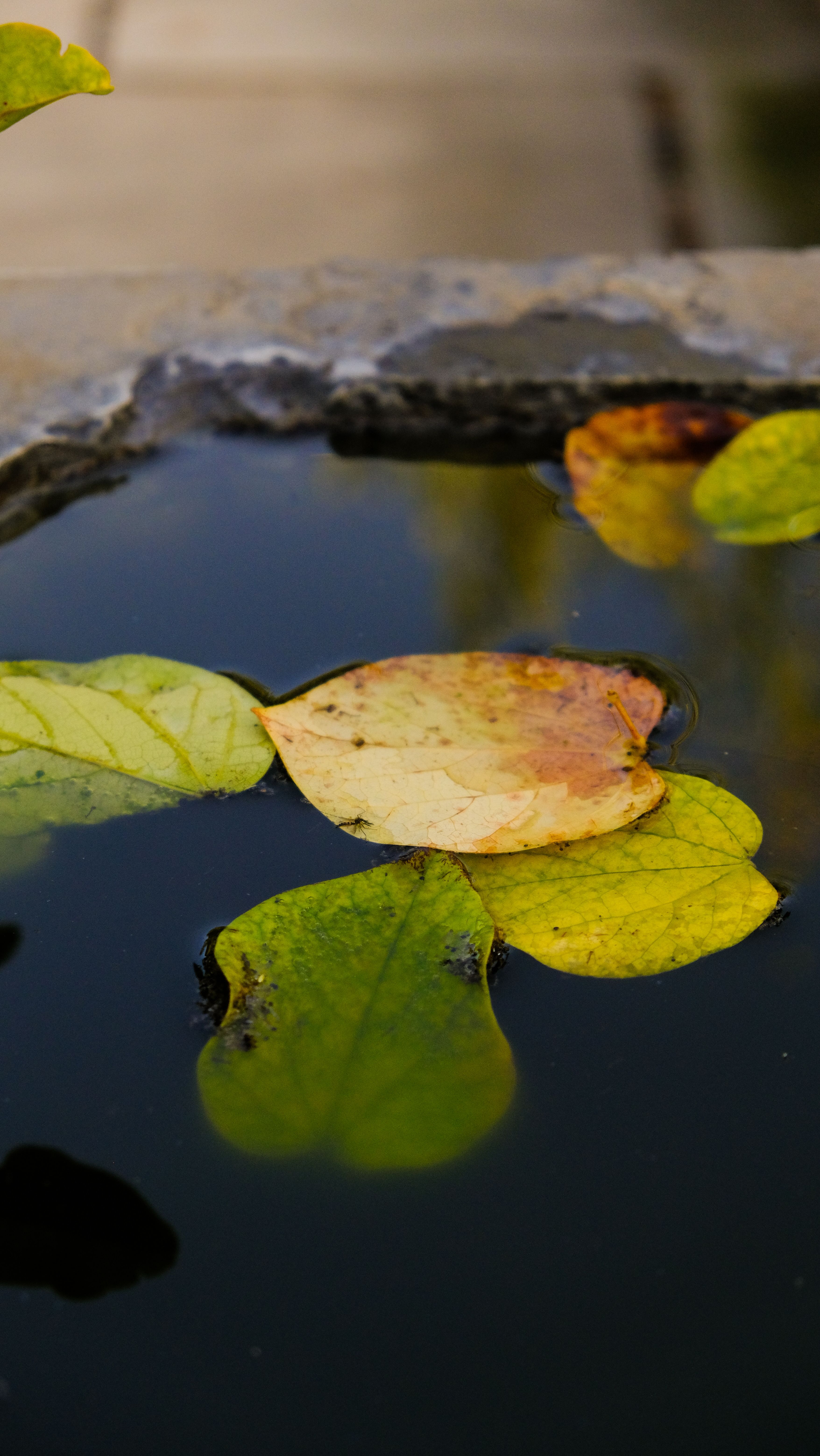 Green Lily Pads on Water · Free Stock Photo