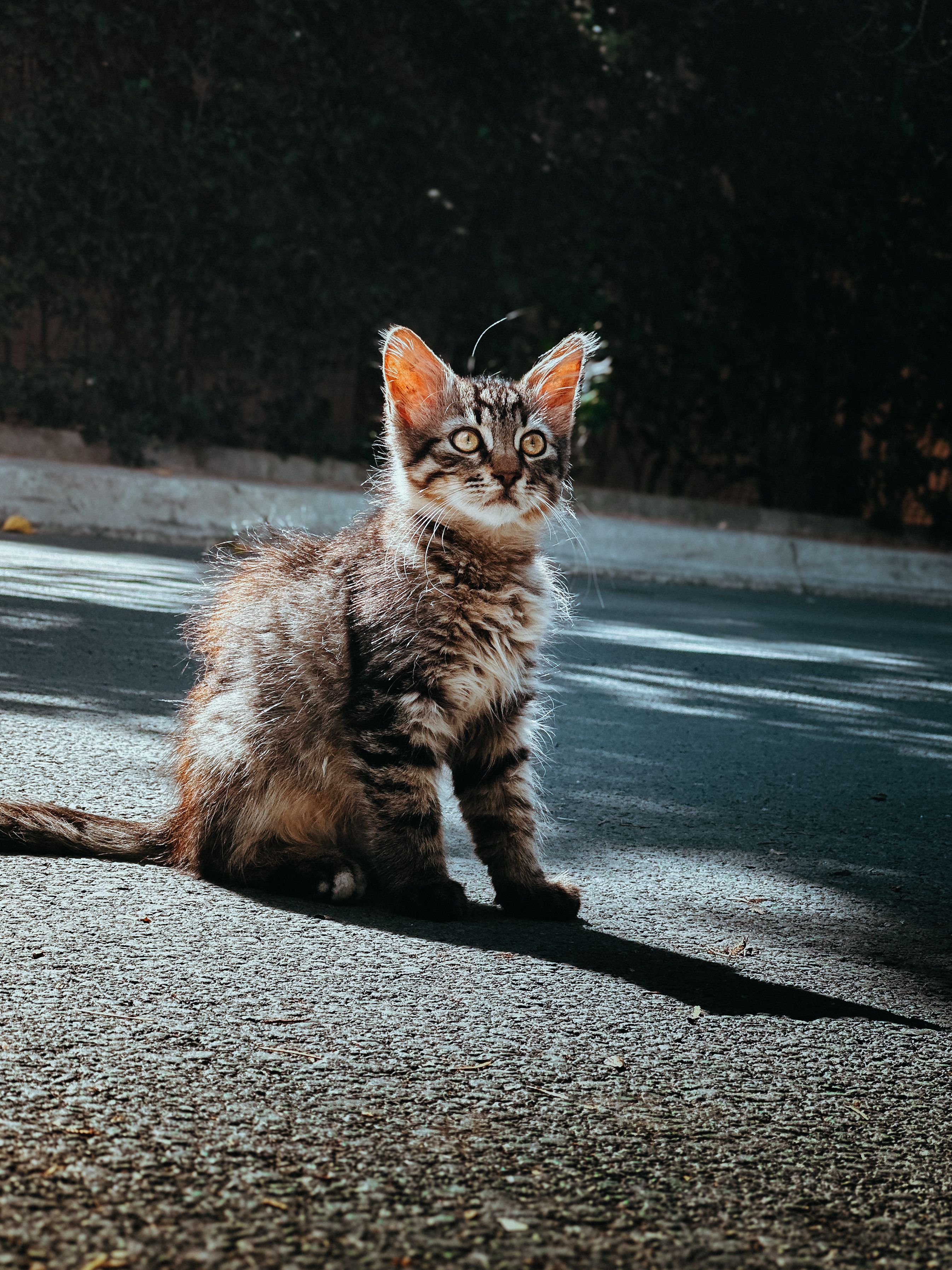 Portrait of a Stray Tabby Kitten on Street · Free Stock Photo