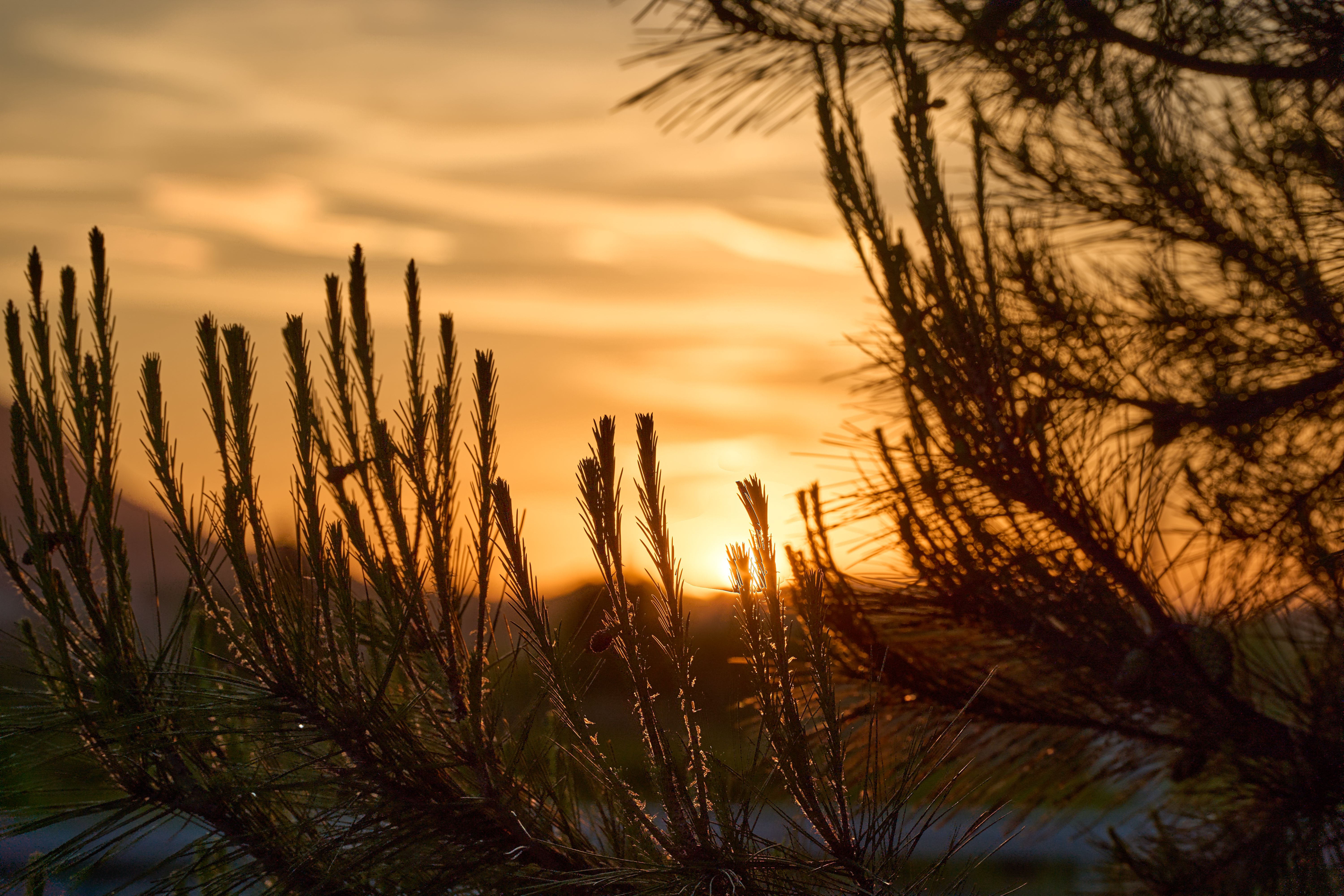 Foto de stock gratuita sobre al aire libre, ambiente, árbol, atardecer ...