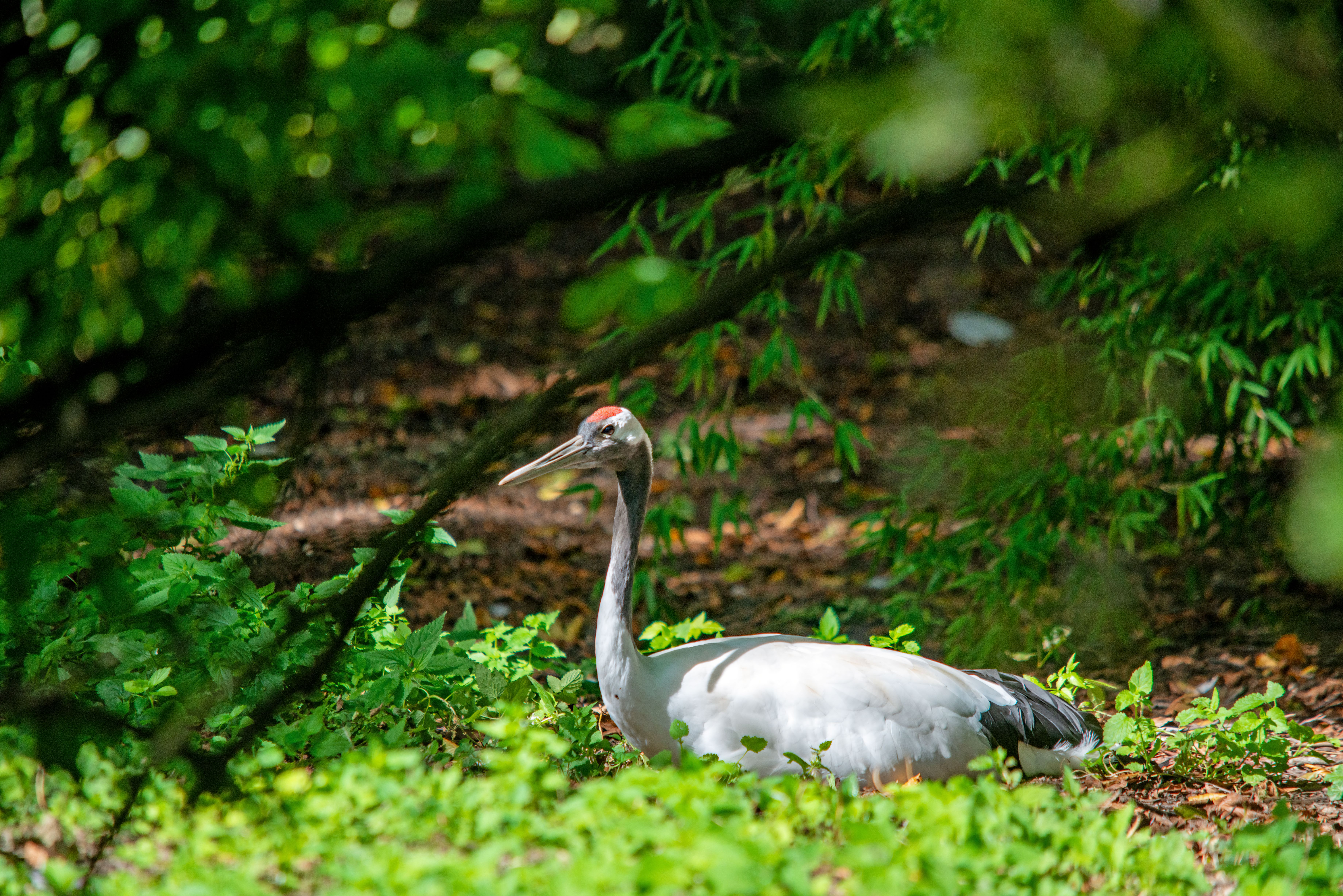 Elegant White-Naped Crane in Natural Habitat · Free Stock Photo