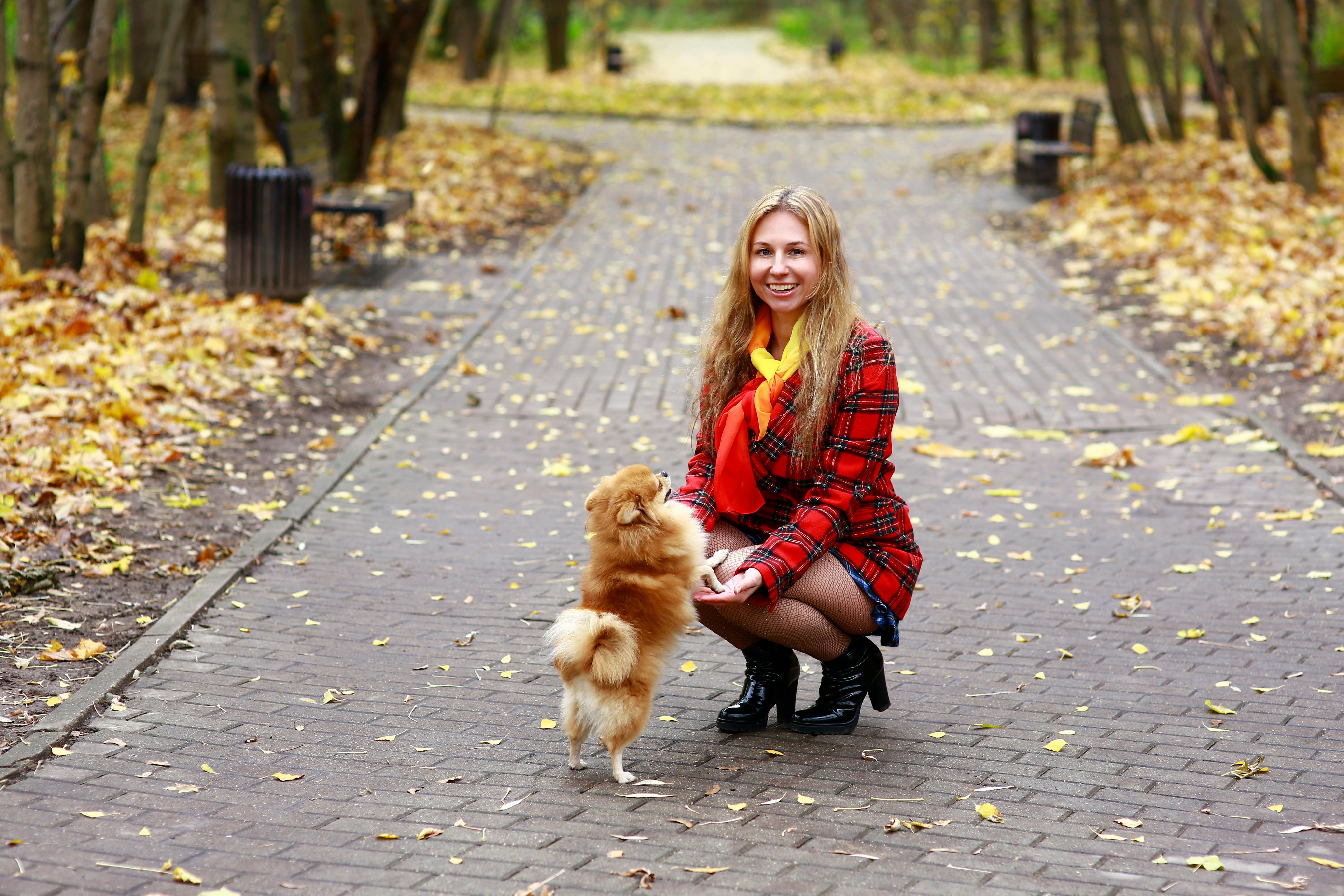 Pibble+Meme+Dog Photos, Download The BEST Free Pibble+Meme+Dog Stock ...