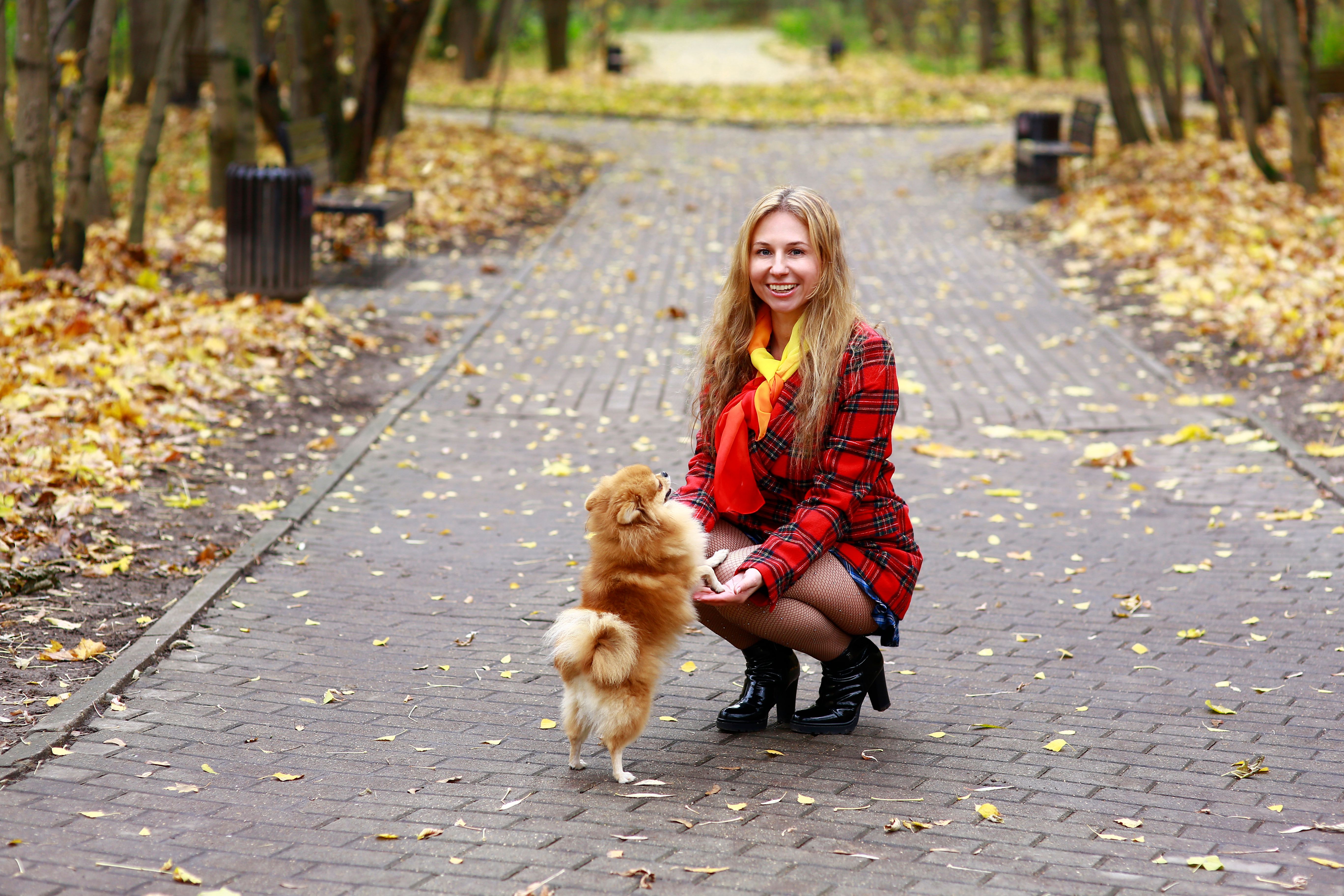 Dog Dull Coat Photos, Download The BEST Free Dog Dull Coat Stock Photos ...