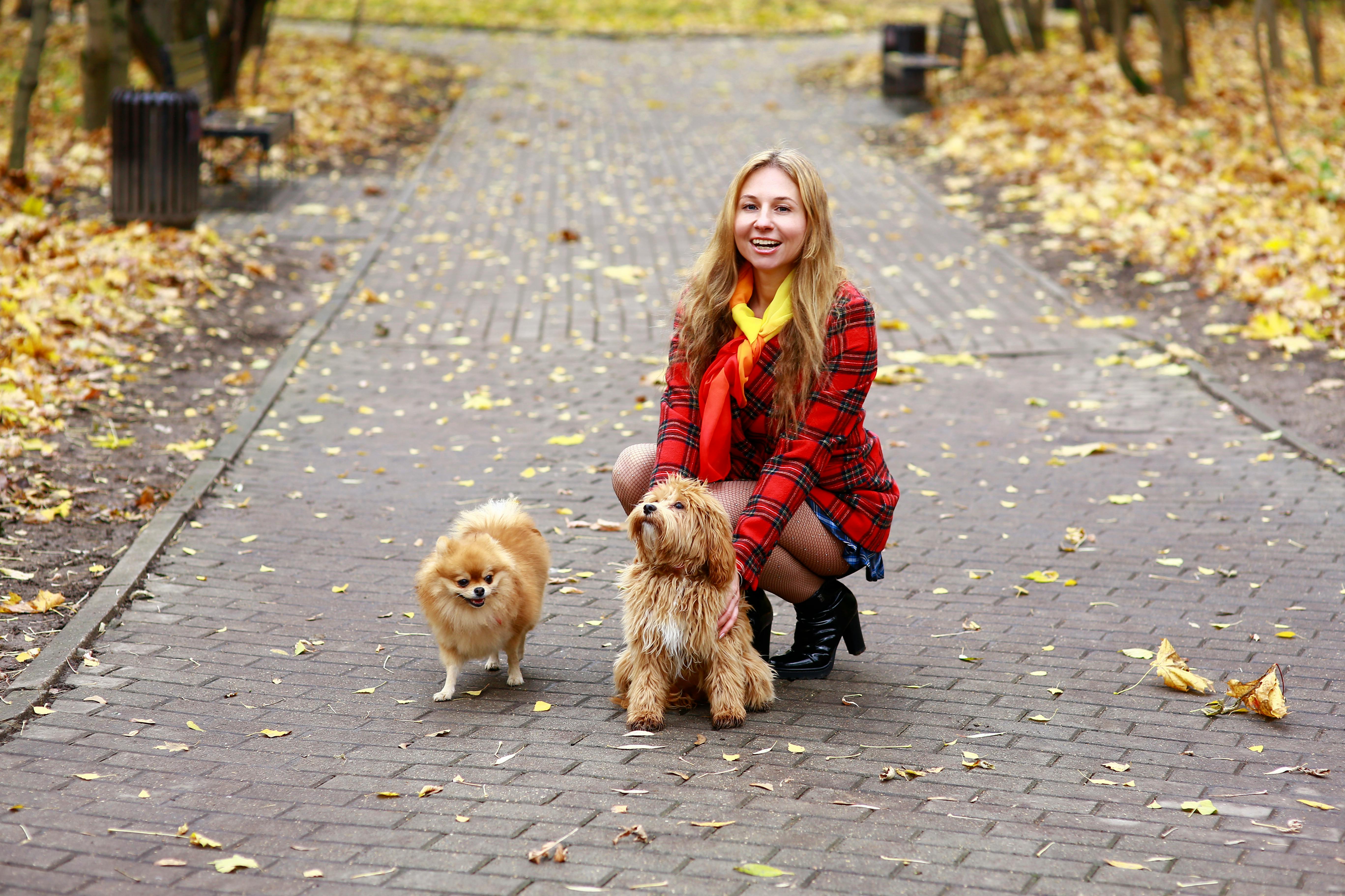 Pibble+Meme+Dog Photos, Download The BEST Free Pibble+Meme+Dog Stock ...