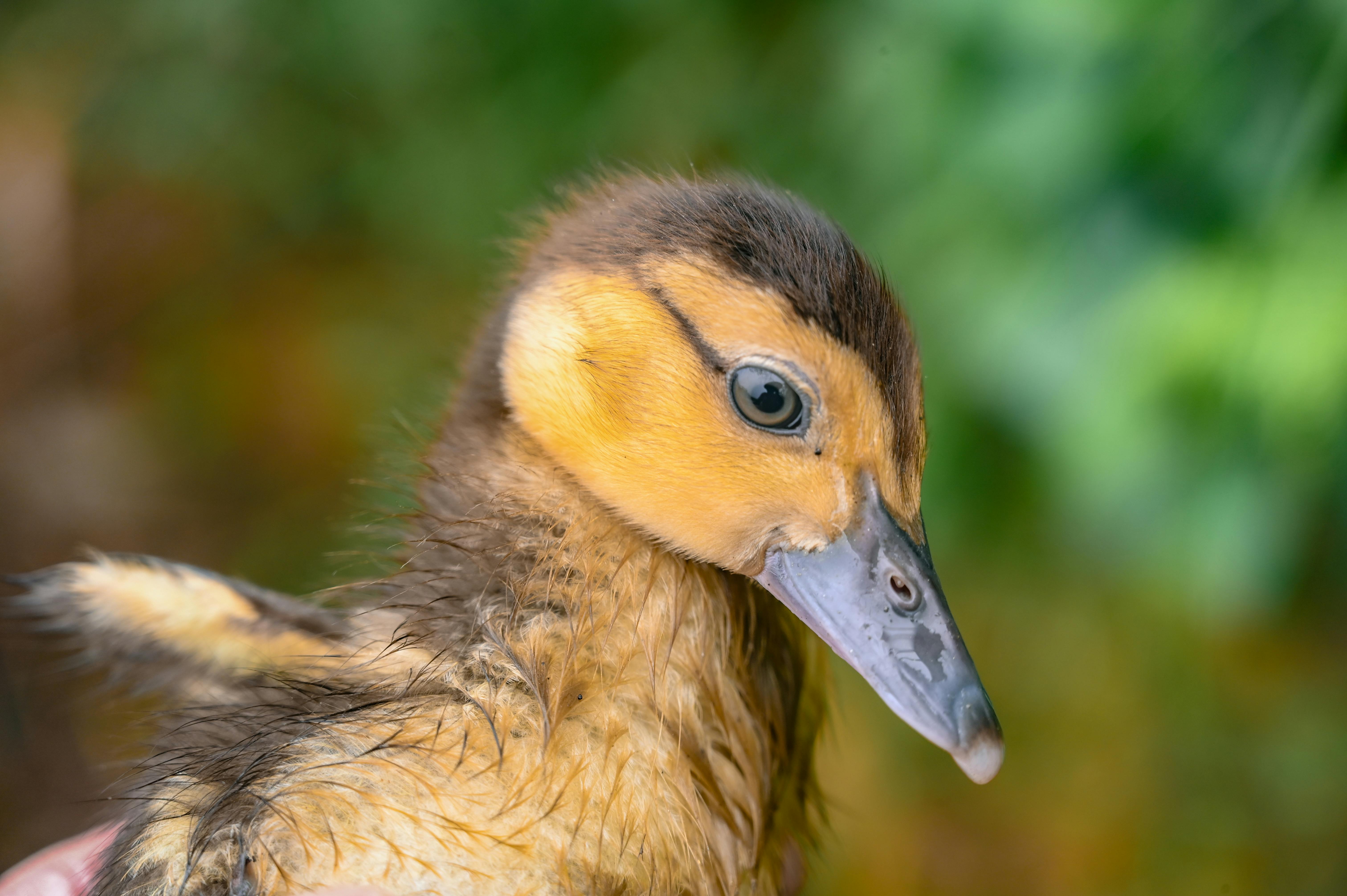 Duckling Photos, Download The BEST Free Duckling Stock Photos & HD Images