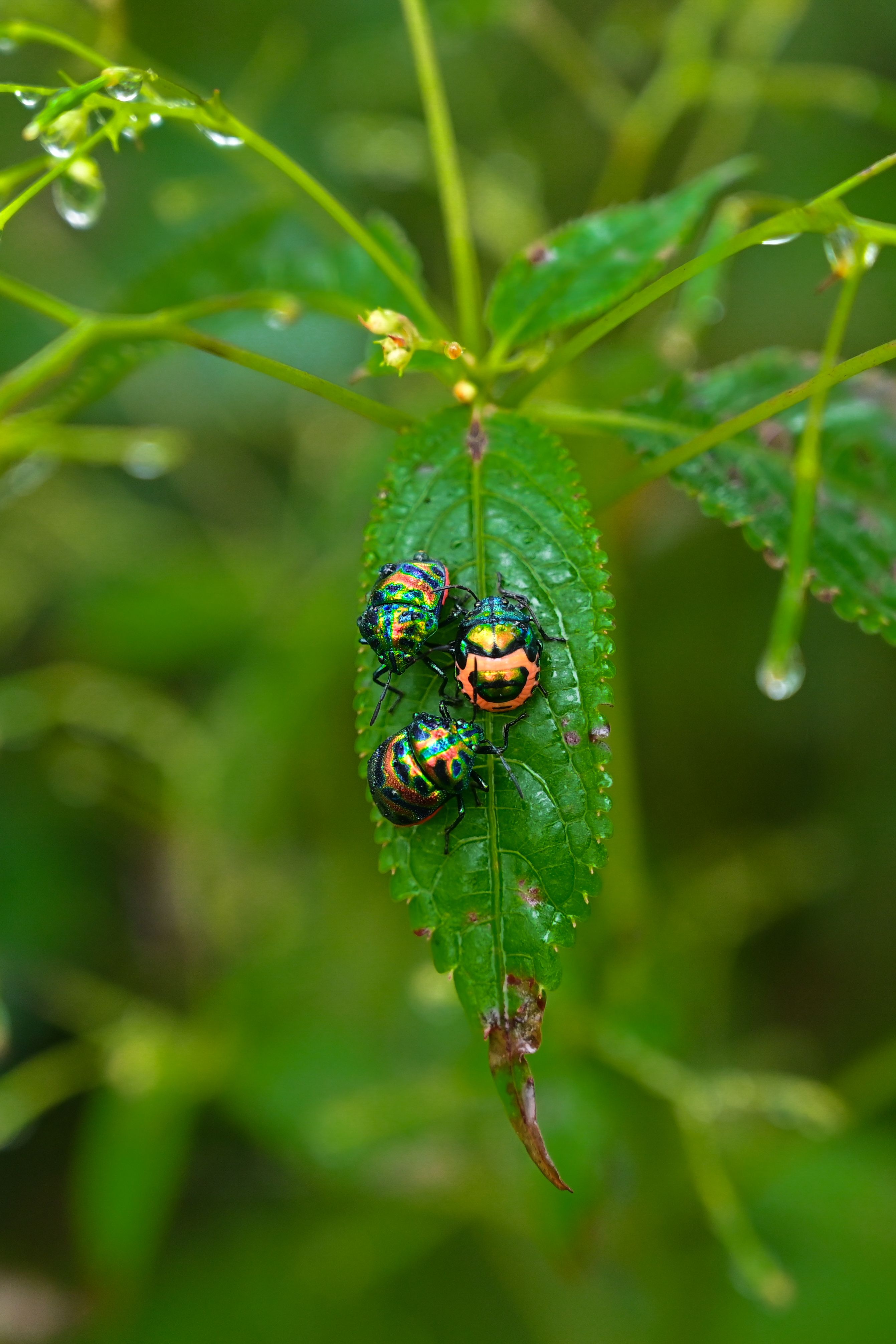 Colorful Beetles on Leaf in Natural Habitat · Free Stock Photo