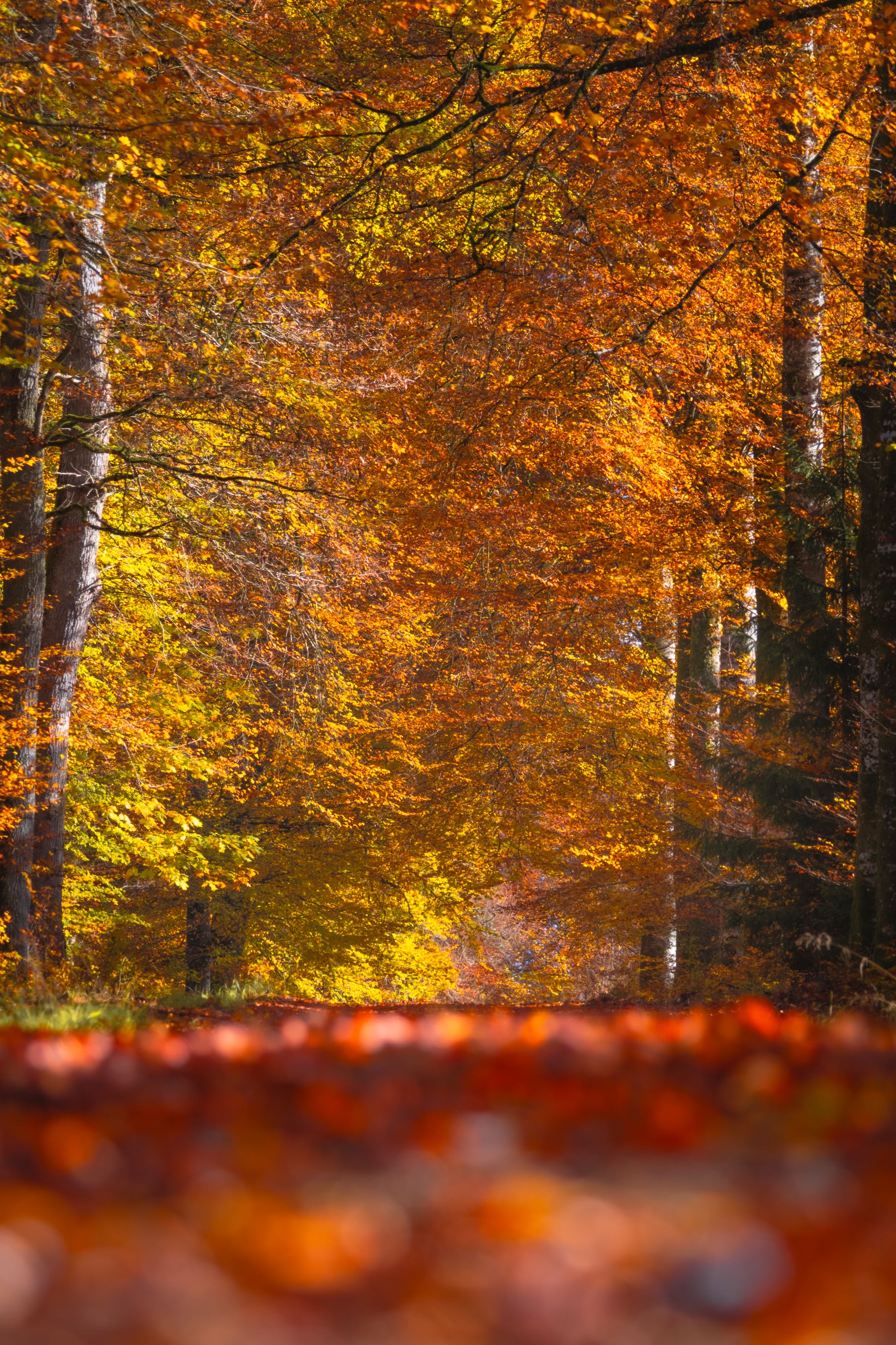 Vibrant Fall Foliage in Sunlit Forest Path · Free Stock Photo