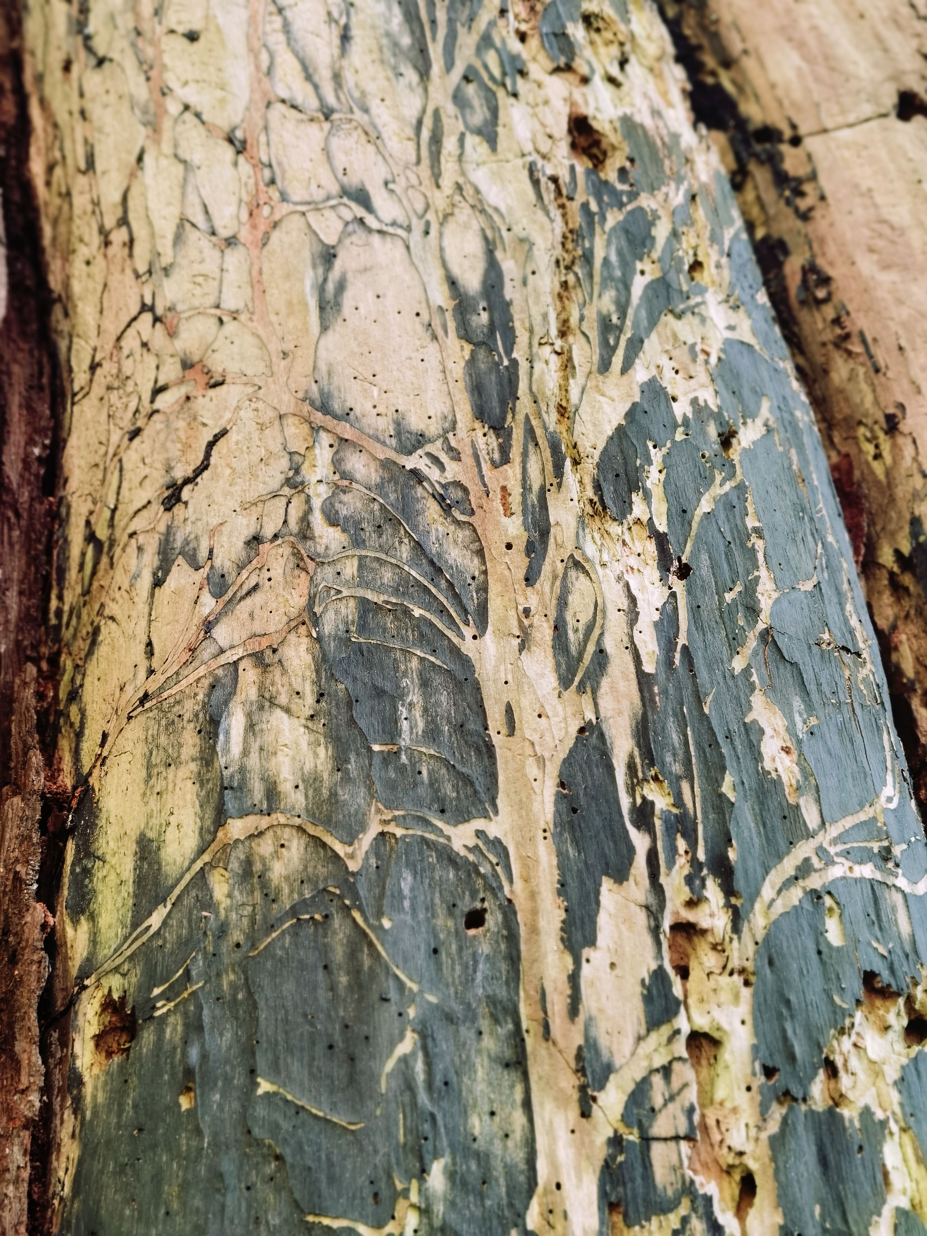 Abstract Wood Design Background · Free Stock Photo