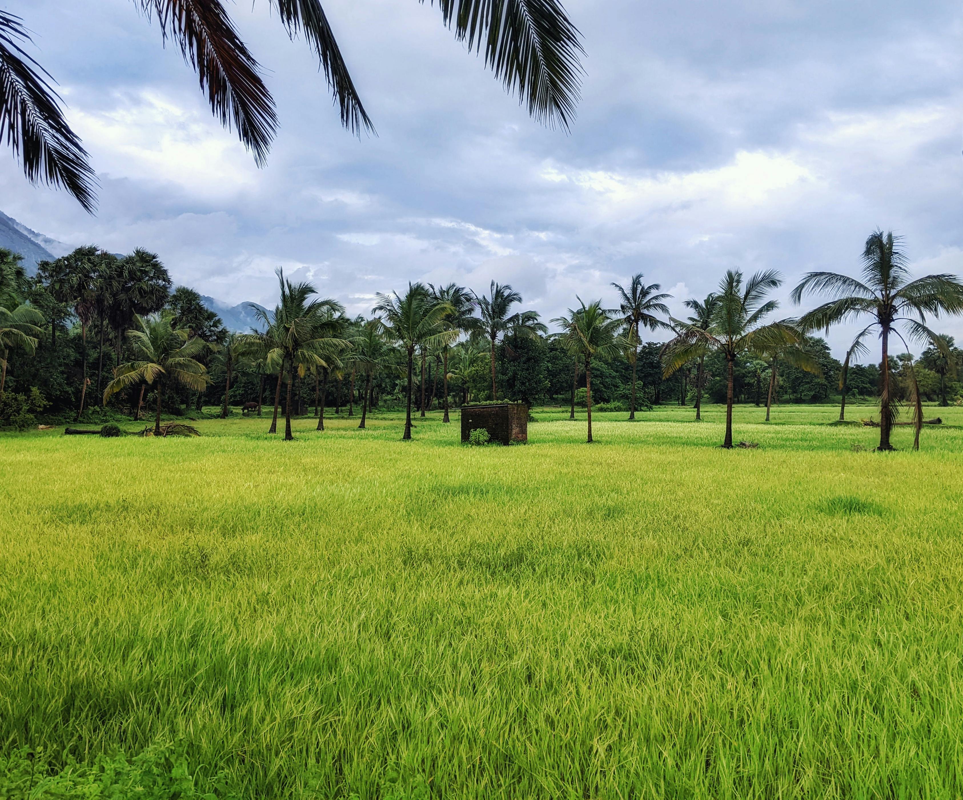 Paddy Field Photos, Download The BEST Free Paddy Field Stock Photos ...