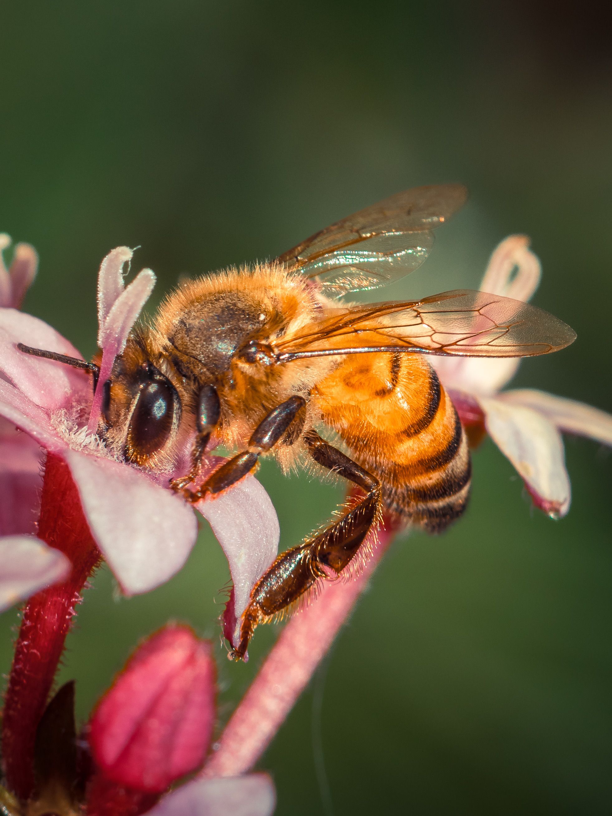 Close-up of Bee Pollinating a Flower in Brazil · Free Stock Photo