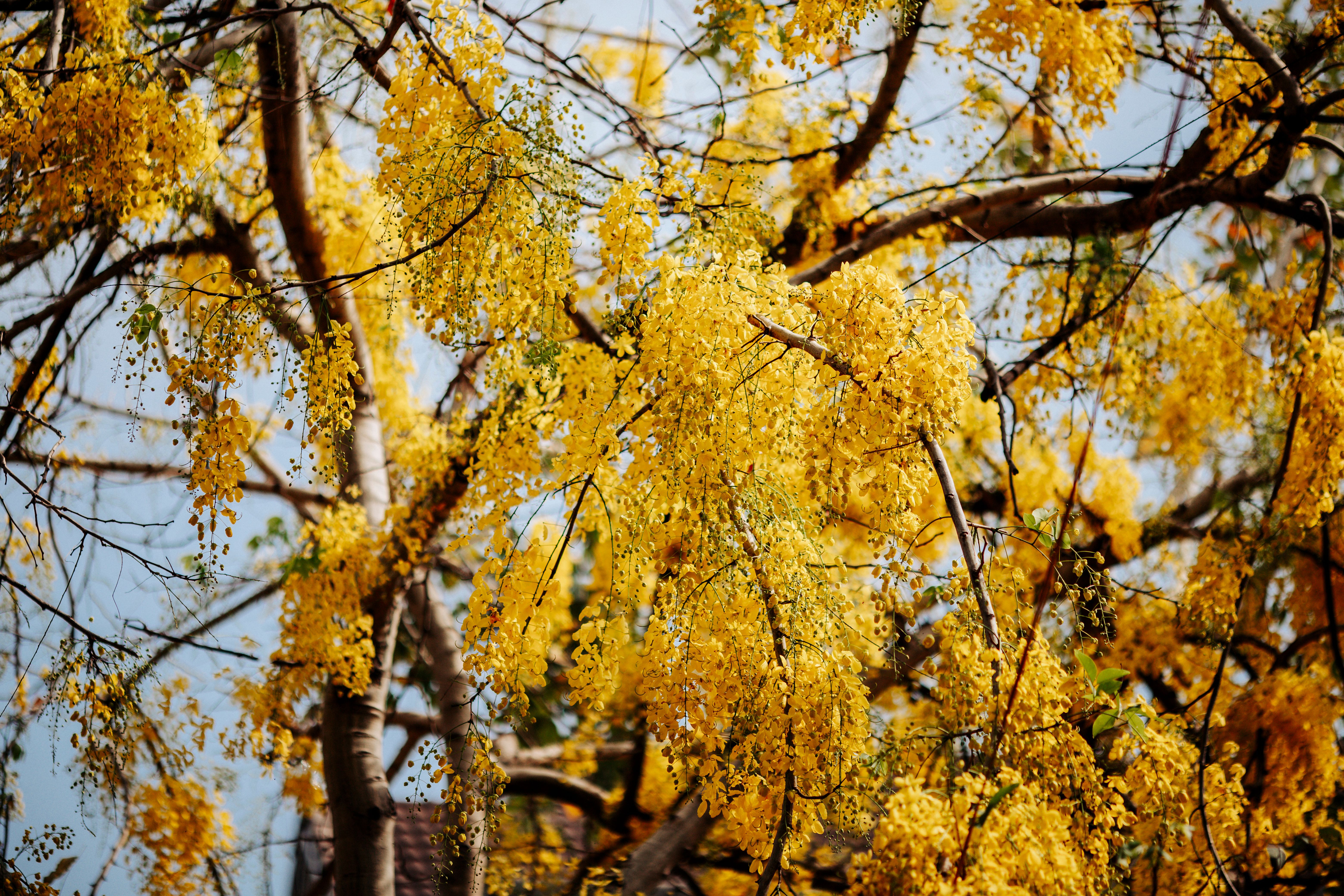 Golden Shower Tree Blossoms in Kon Tum, Vietnam · Free Stock Photo