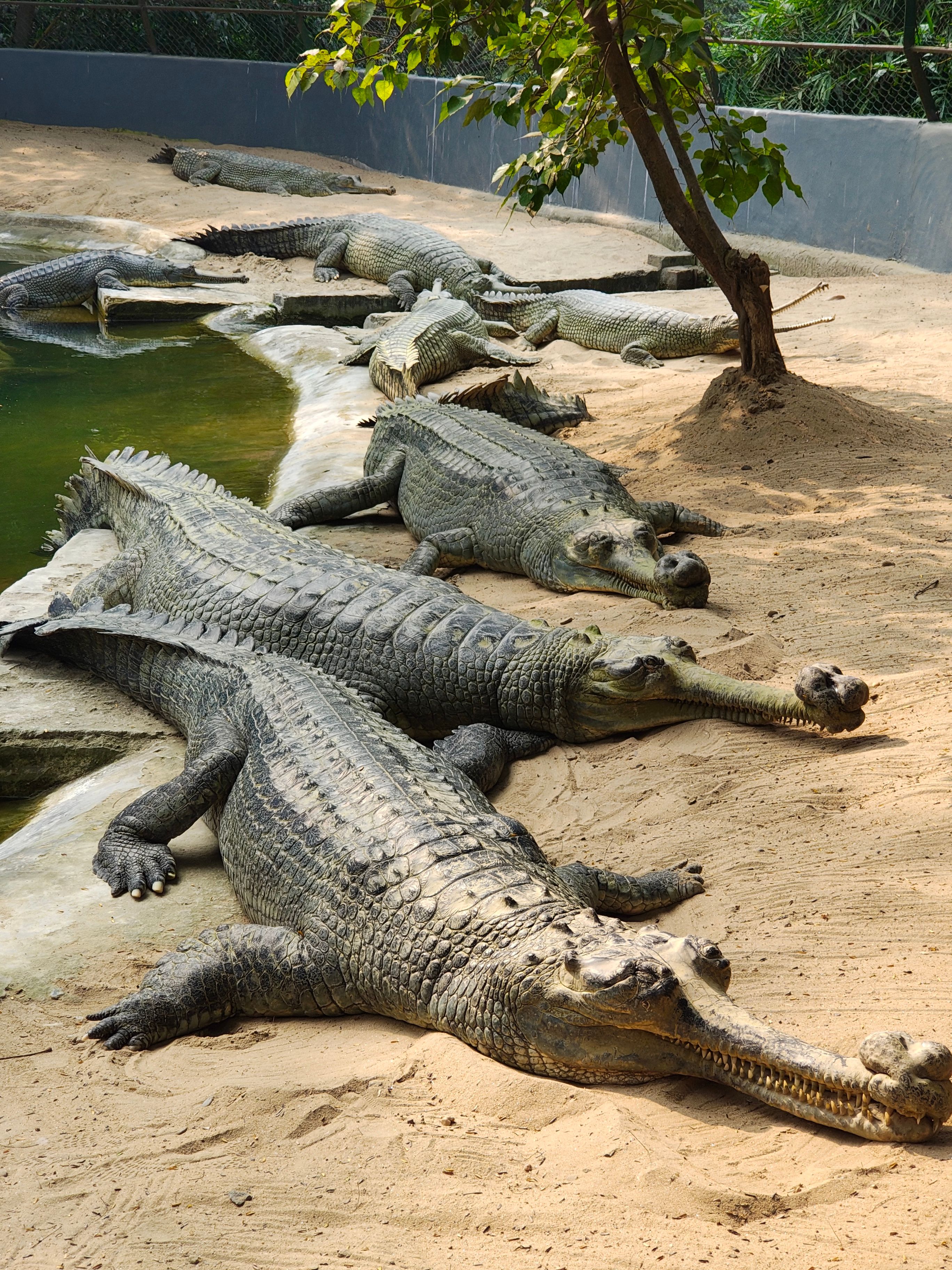 Group of Gharials Resting on Sandy Riverbank · Free Stock Photo