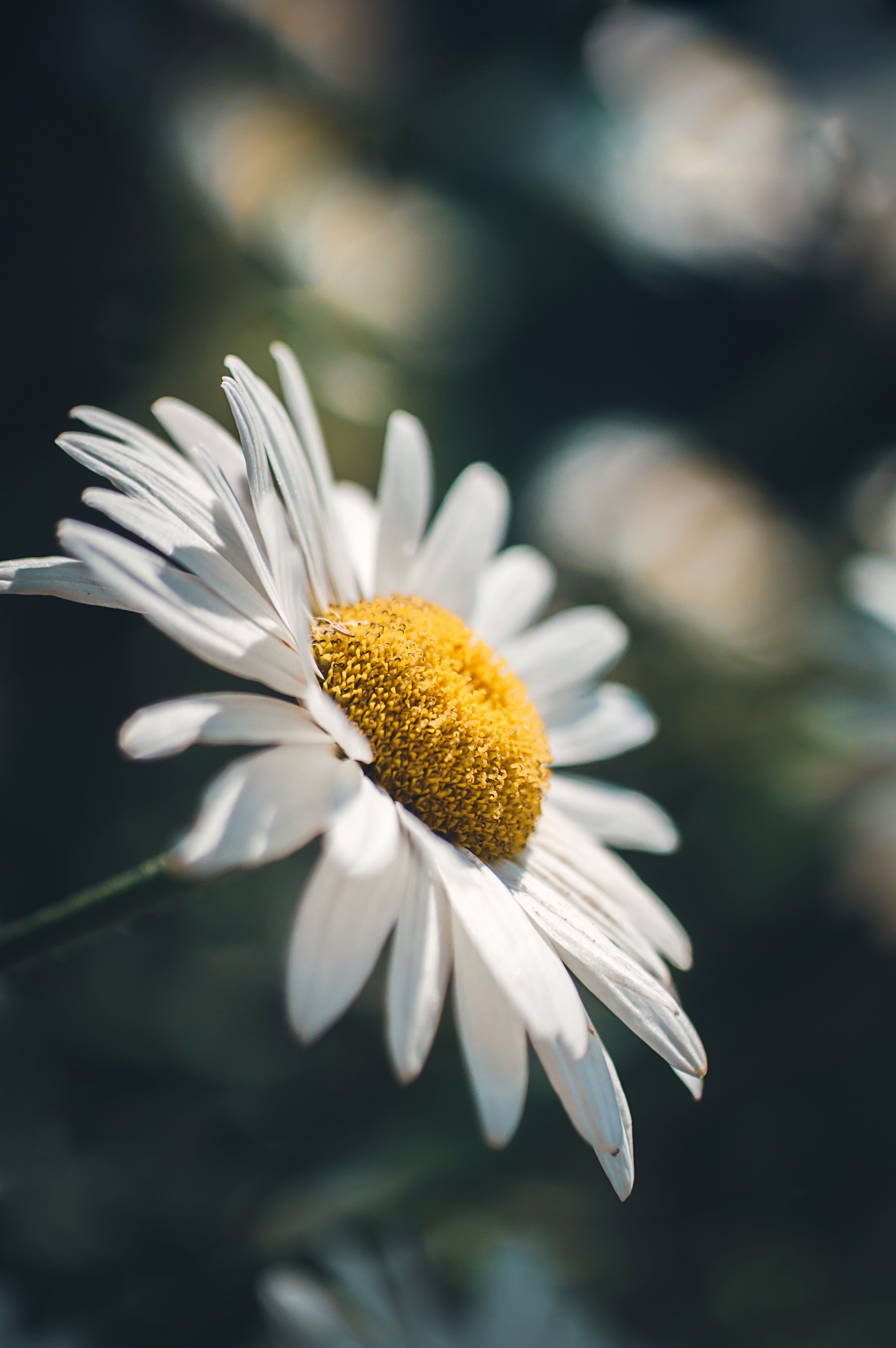 Orkide Flower Photos, Download The BEST Free Orkide Flower Stock Photos ...