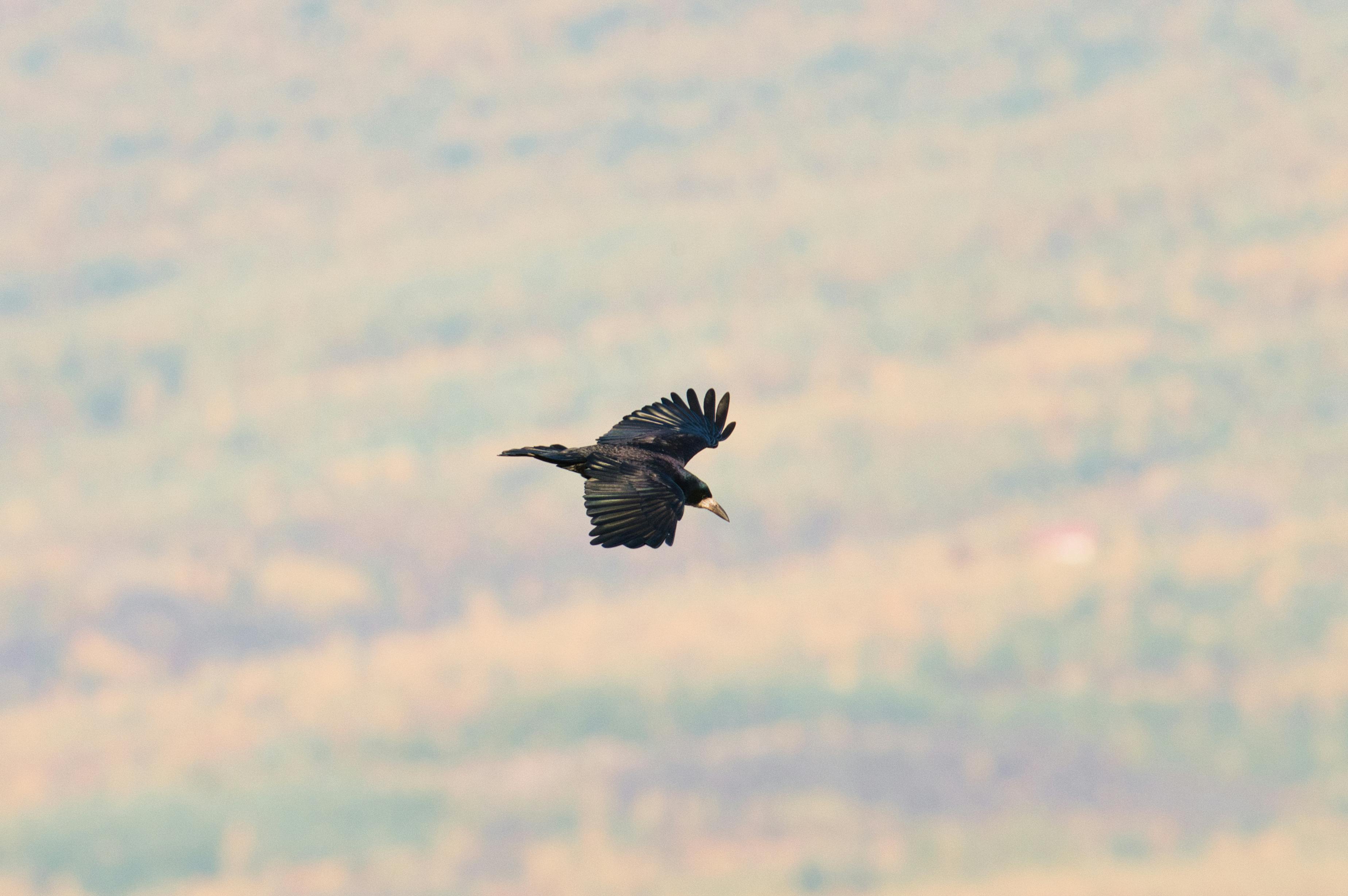 Crows Photos, Download The BEST Free Crows Stock Photos & HD Images