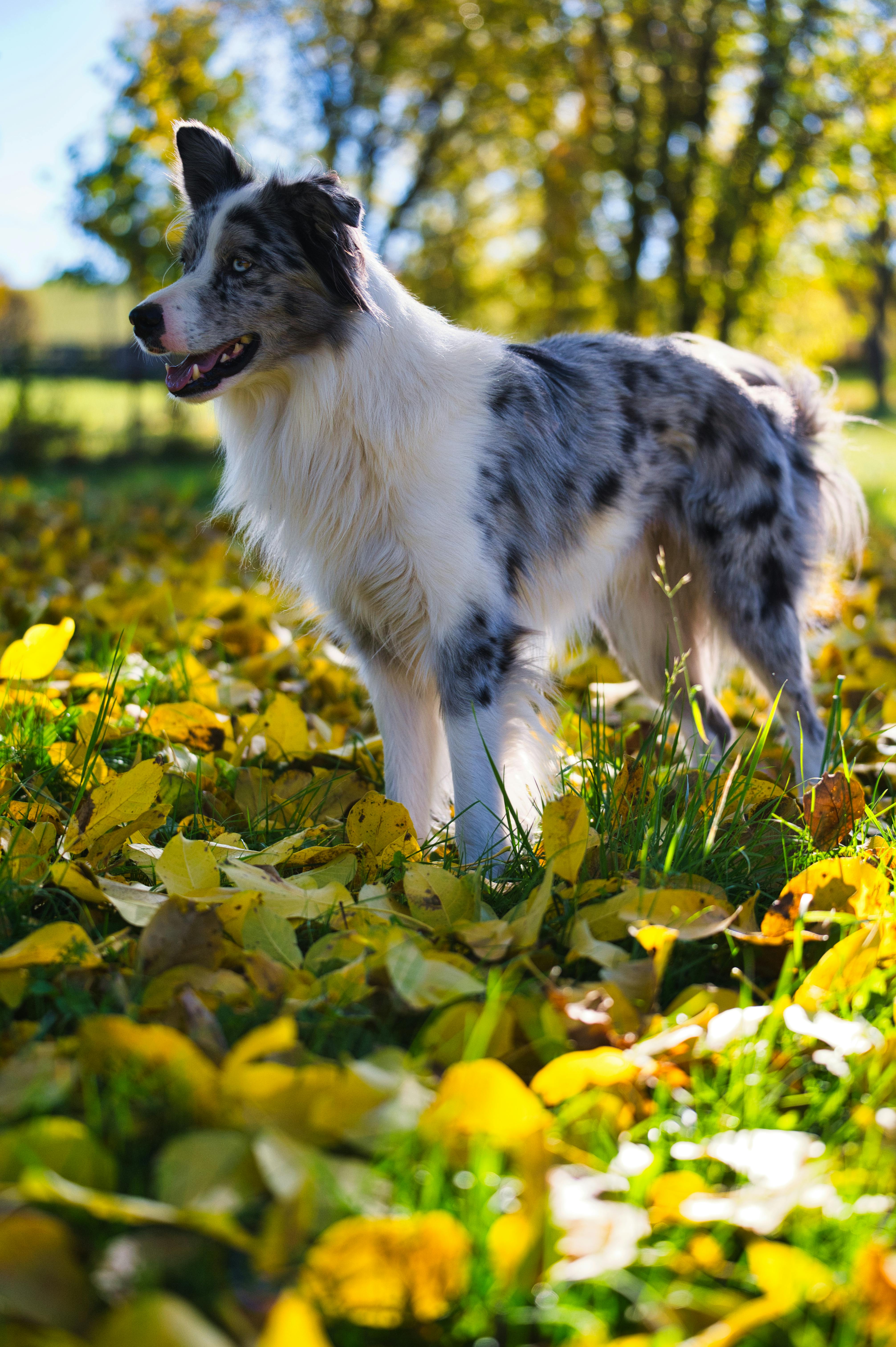 Pibble+Meme+Dog Photos, Download The BEST Free Pibble+Meme+Dog Stock ...