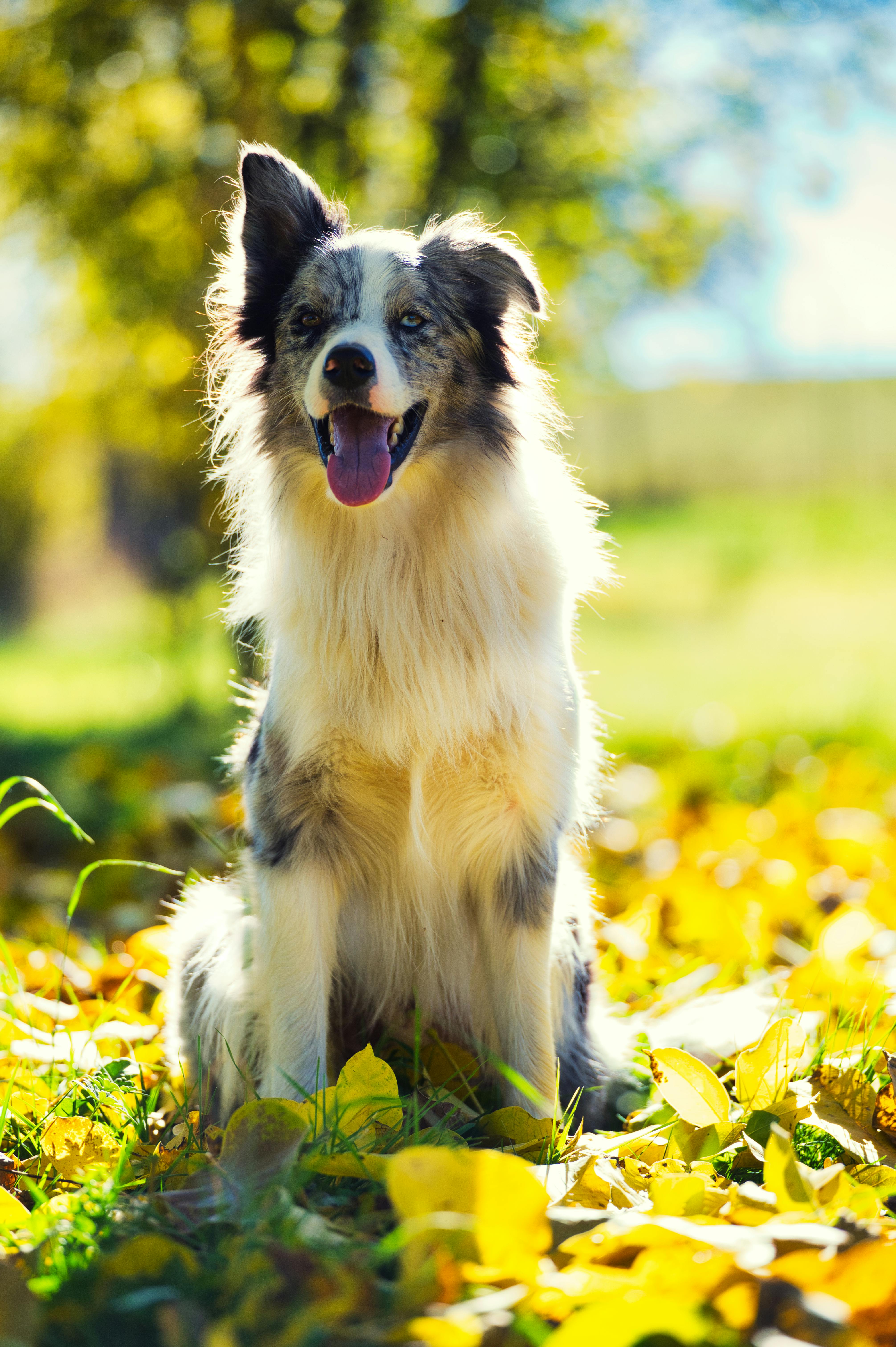 Pibble+Meme+Dog Photos, Download The BEST Free Pibble+Meme+Dog Stock ...