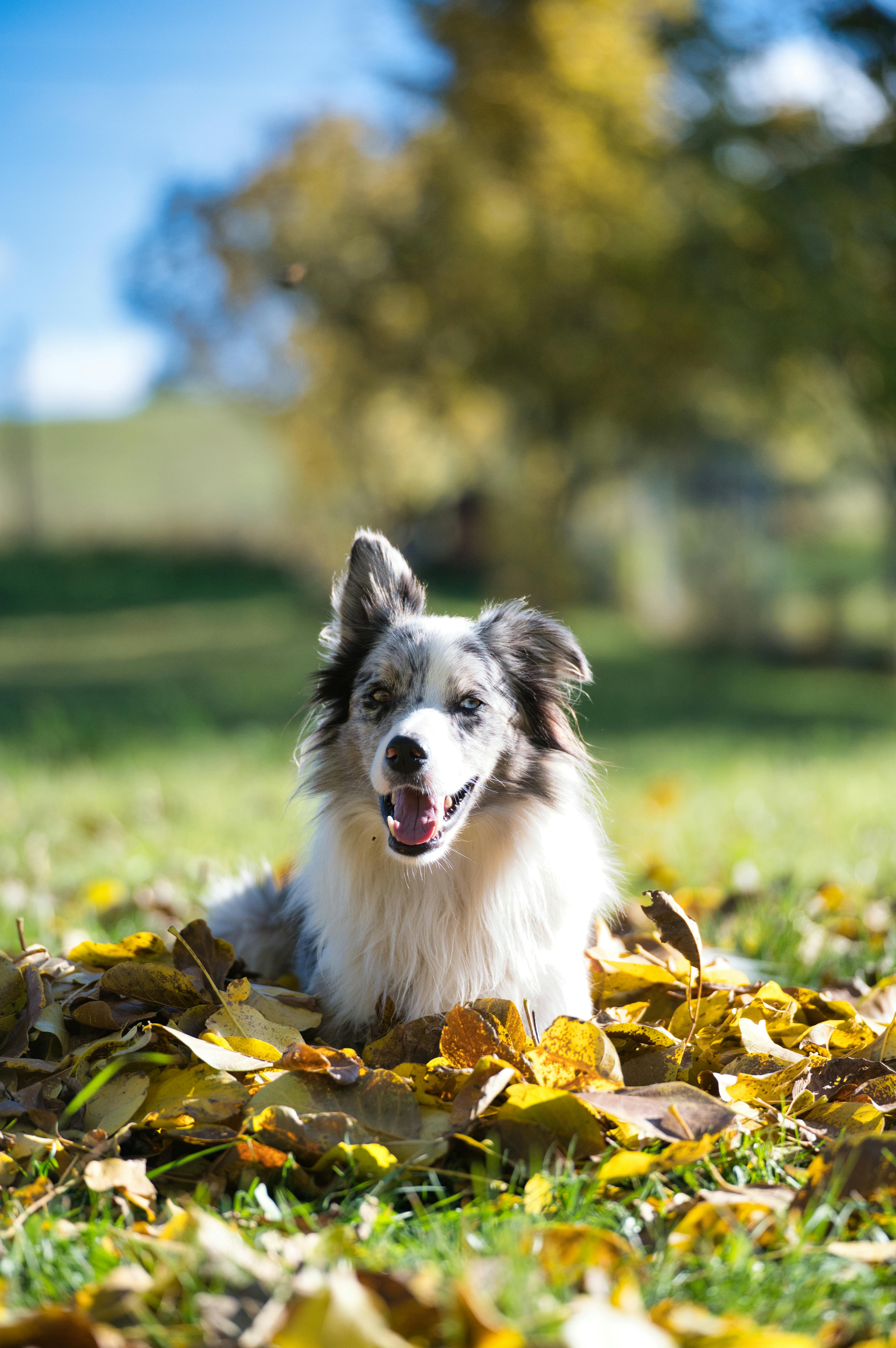 Pibble+Meme+Dog Photos, Download The BEST Free Pibble+Meme+Dog Stock ...