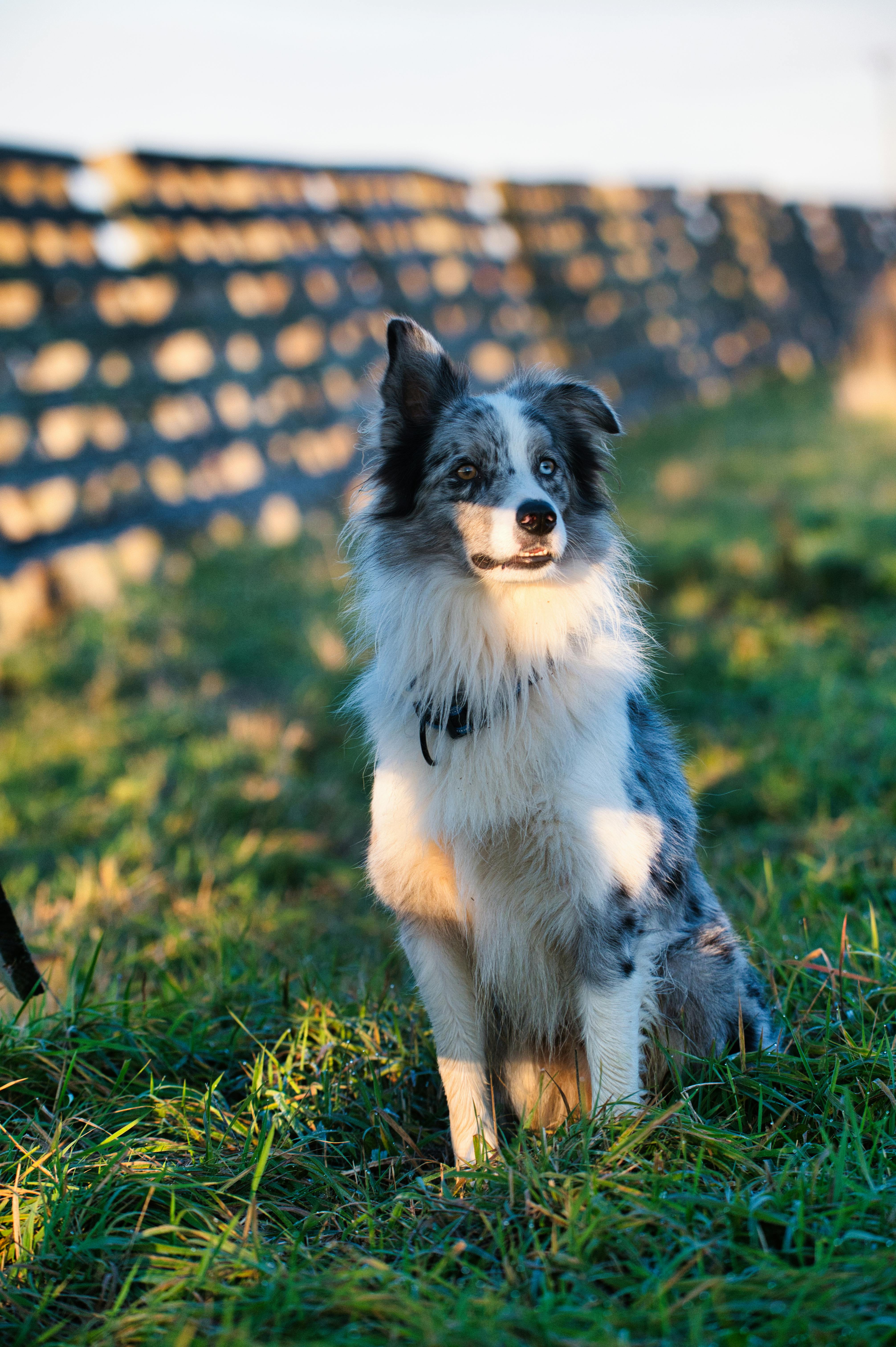 Pibble+Meme+Dog Photos, Download The BEST Free Pibble+Meme+Dog Stock ...