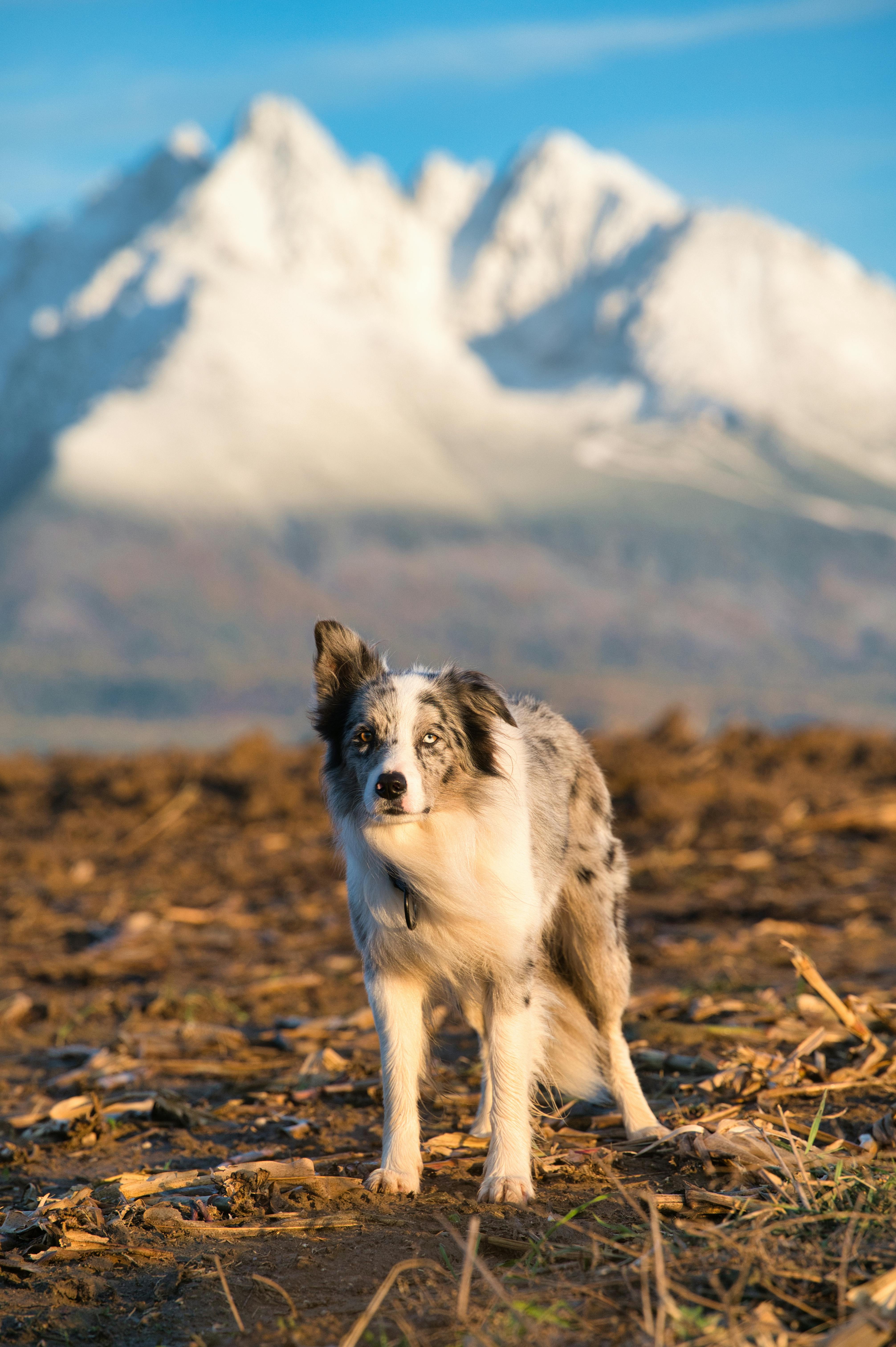 Pibble+Meme+Dog Photos, Download The BEST Free Pibble+Meme+Dog Stock ...