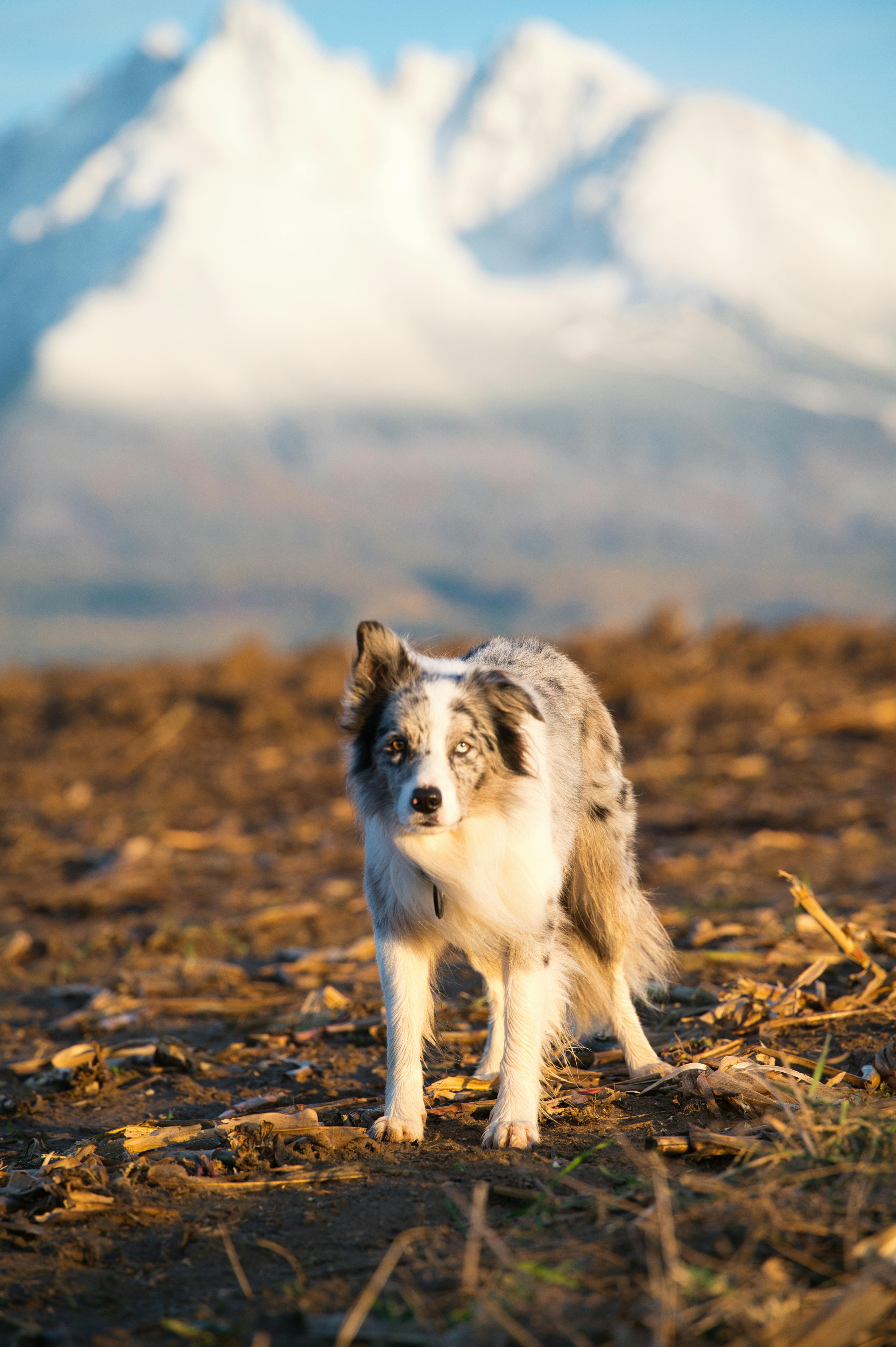 Pibble+Meme+Dog Photos, Download The BEST Free Pibble+Meme+Dog Stock ...