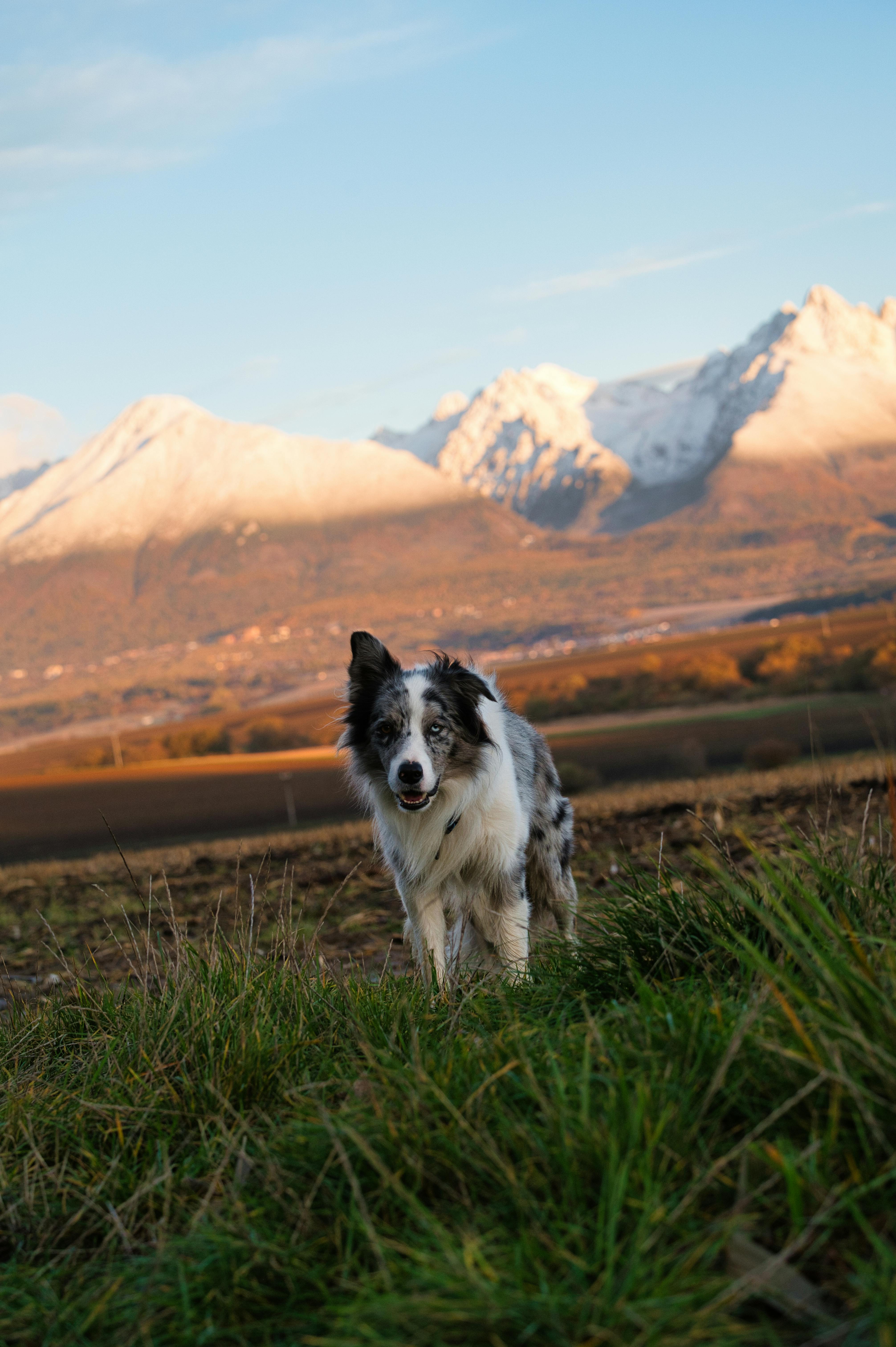 Pibble+Meme+Dog Photos, Download The BEST Free Pibble+Meme+Dog Stock ...