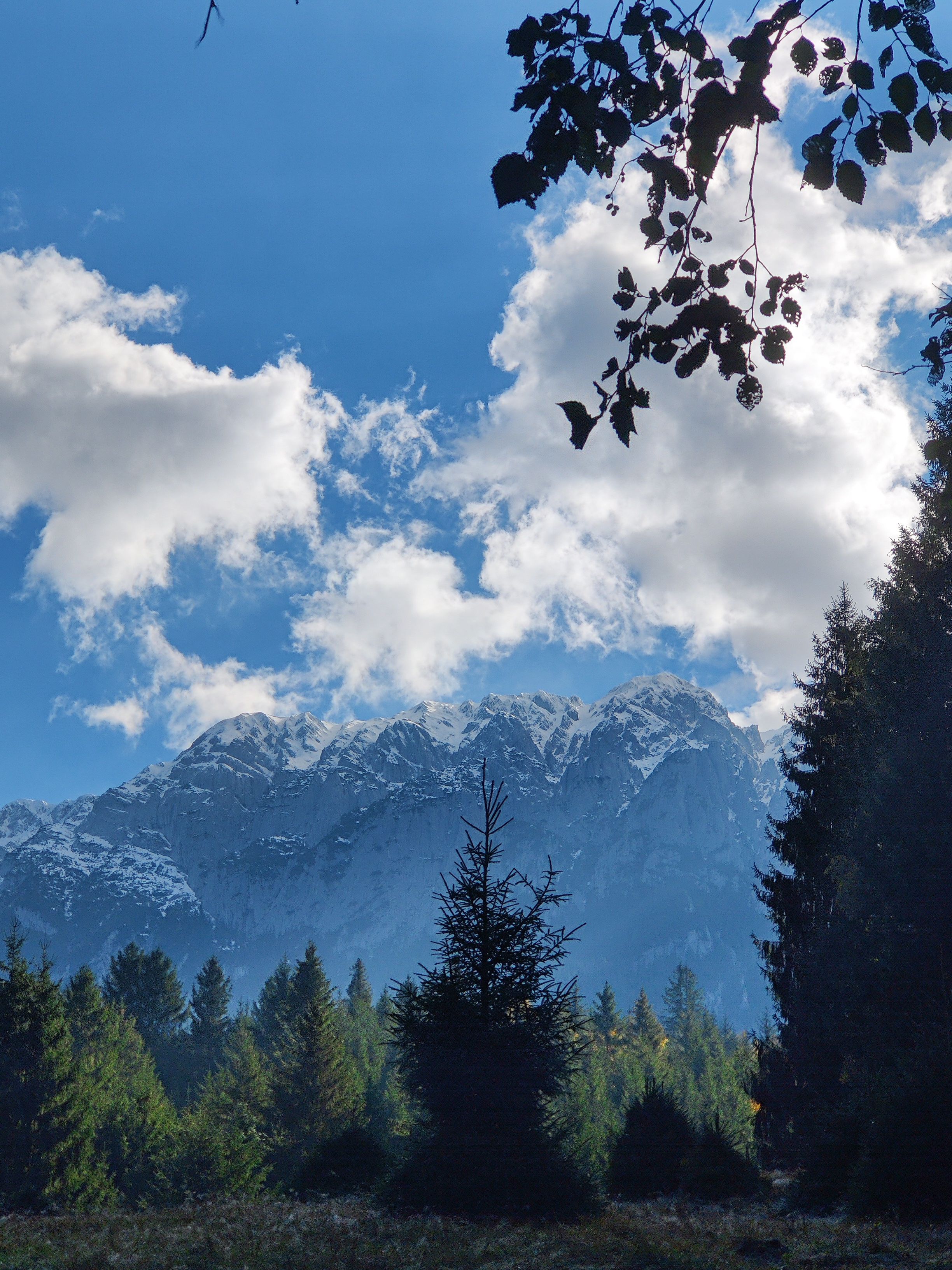 Scenic Alpine Forest with Majestic Snowy Mountains · Free Stock Photo
