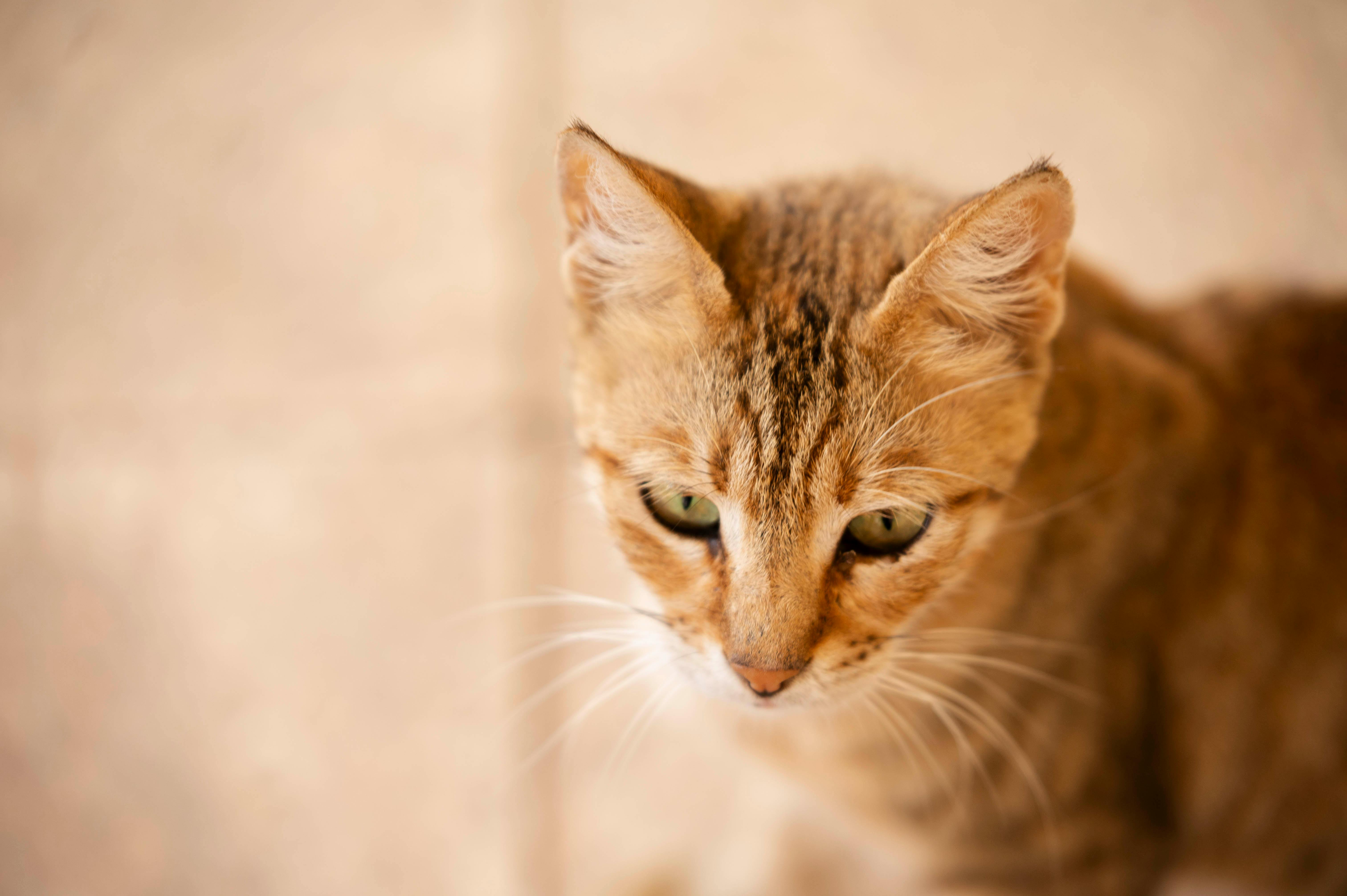 Cat Jpg Photos, Download The BEST Free Cat Jpg Stock Photos & HD Images
