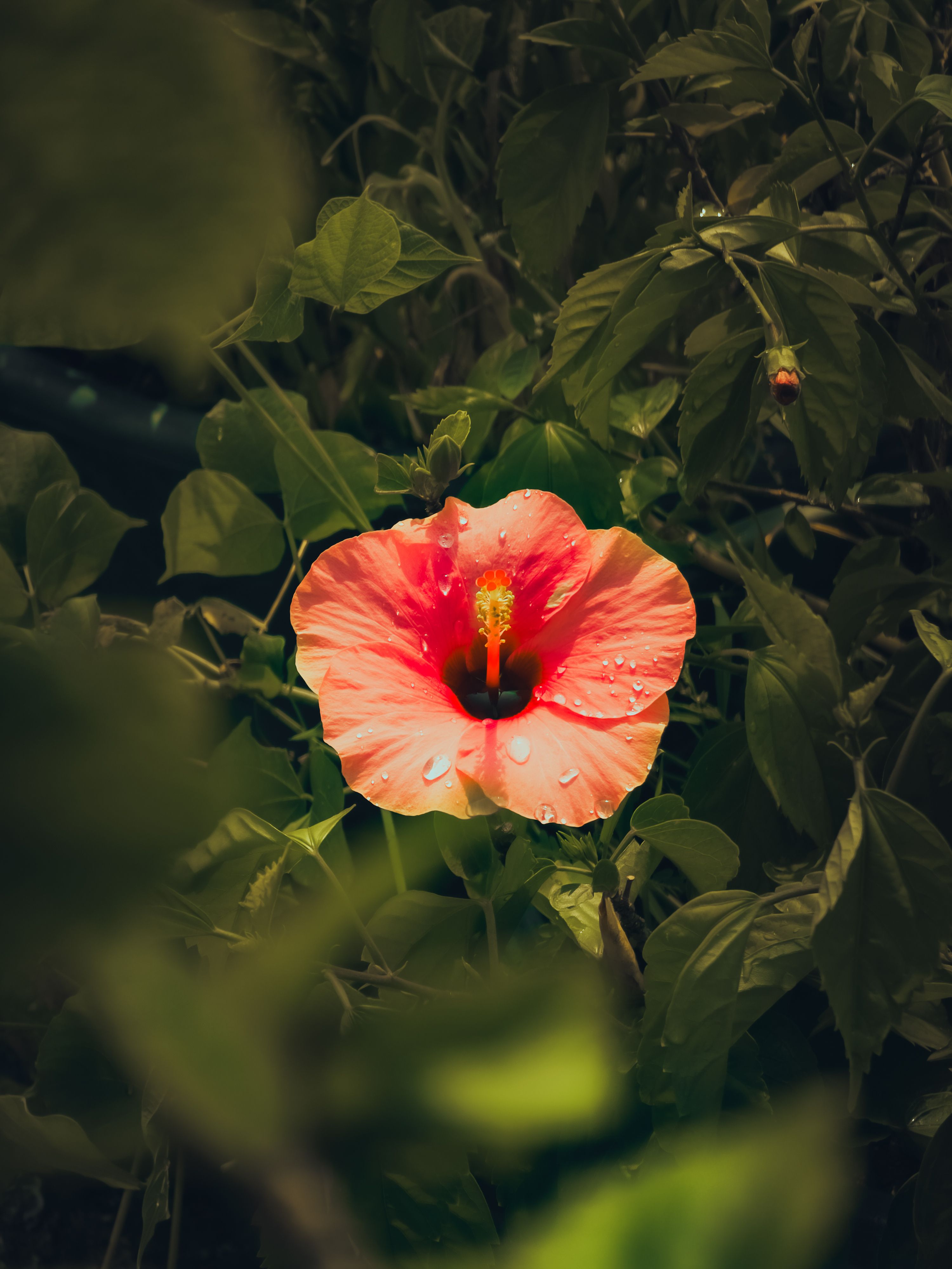Hibiscus Flower Aesthetic Photos, Download The BEST Free Hibiscus ...