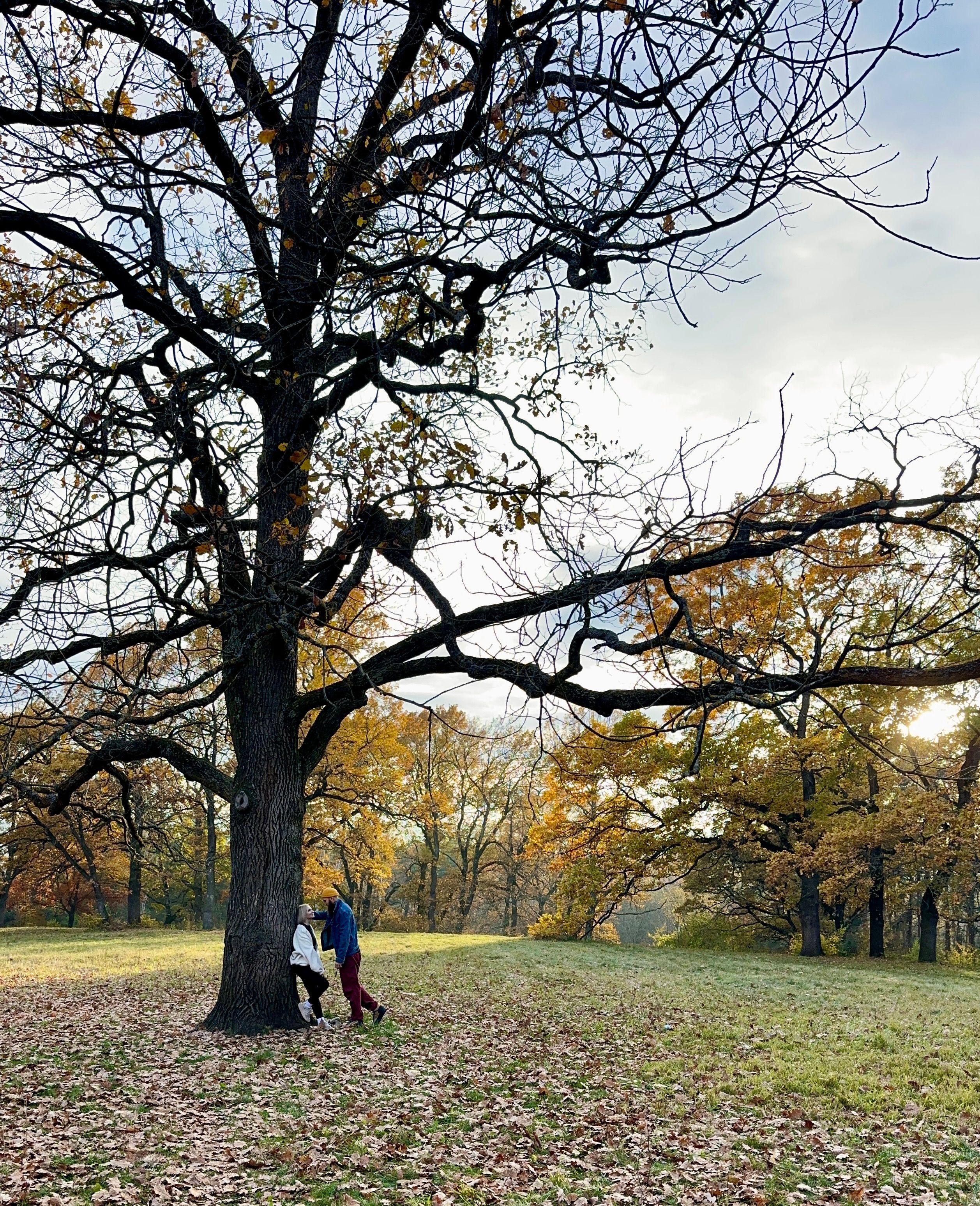 Two People Relaxing Under Tree in Autumn Park · Free Stock Photo