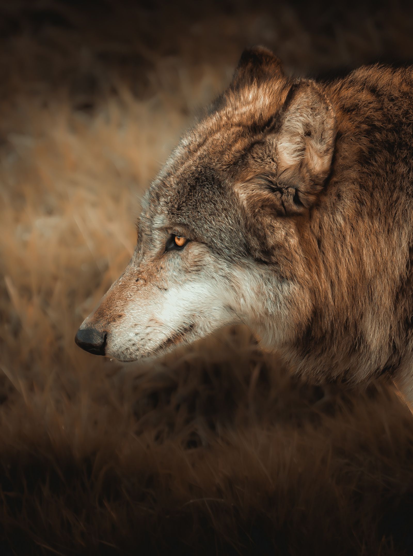 Wolf Profile Picture Photos, Download The BEST Free Wolf Profile ...