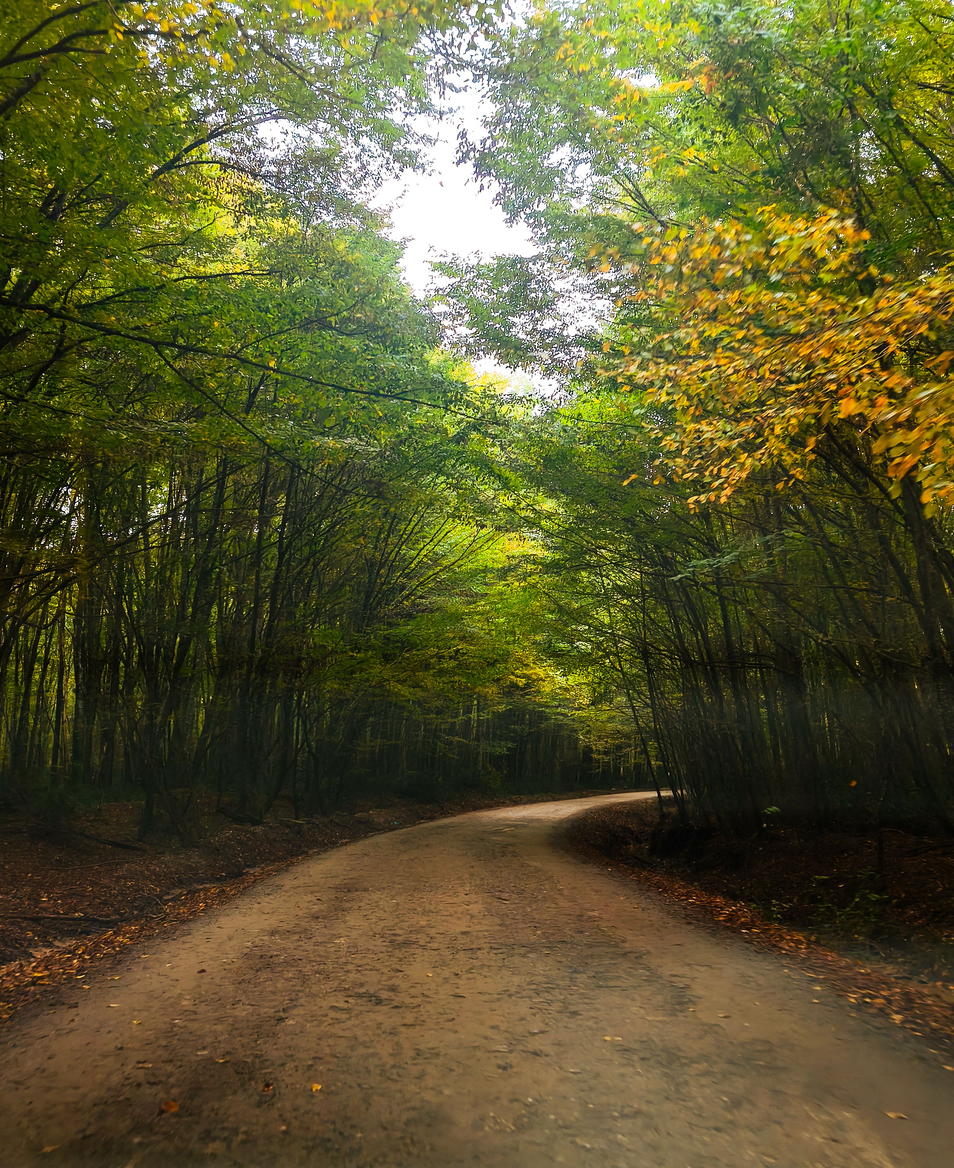 Scenic Forest Path in İğneada, Türkiye · Free Stock Photo