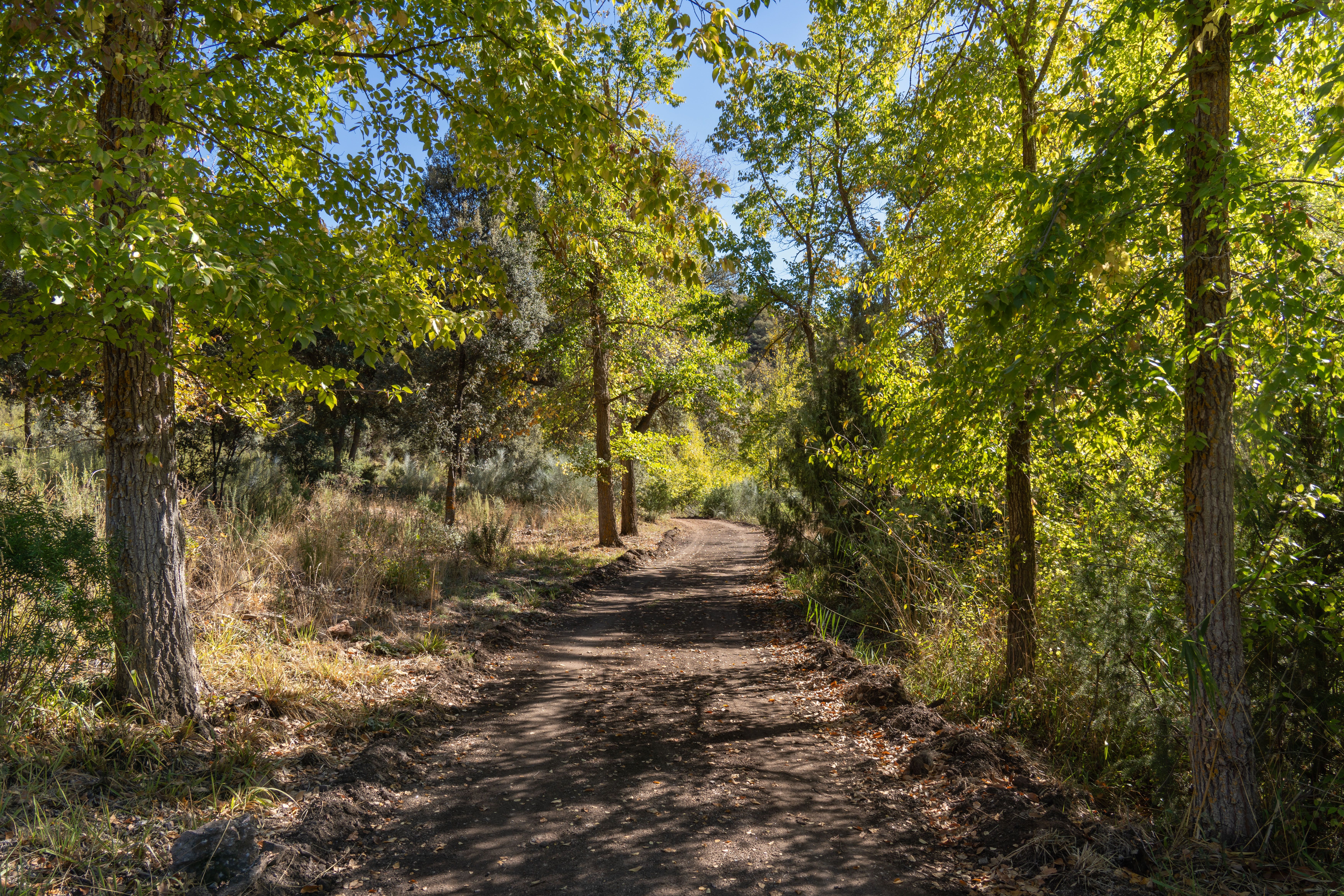 Sunny Forest Path in Lagunas de Ruidera · Free Stock Photo