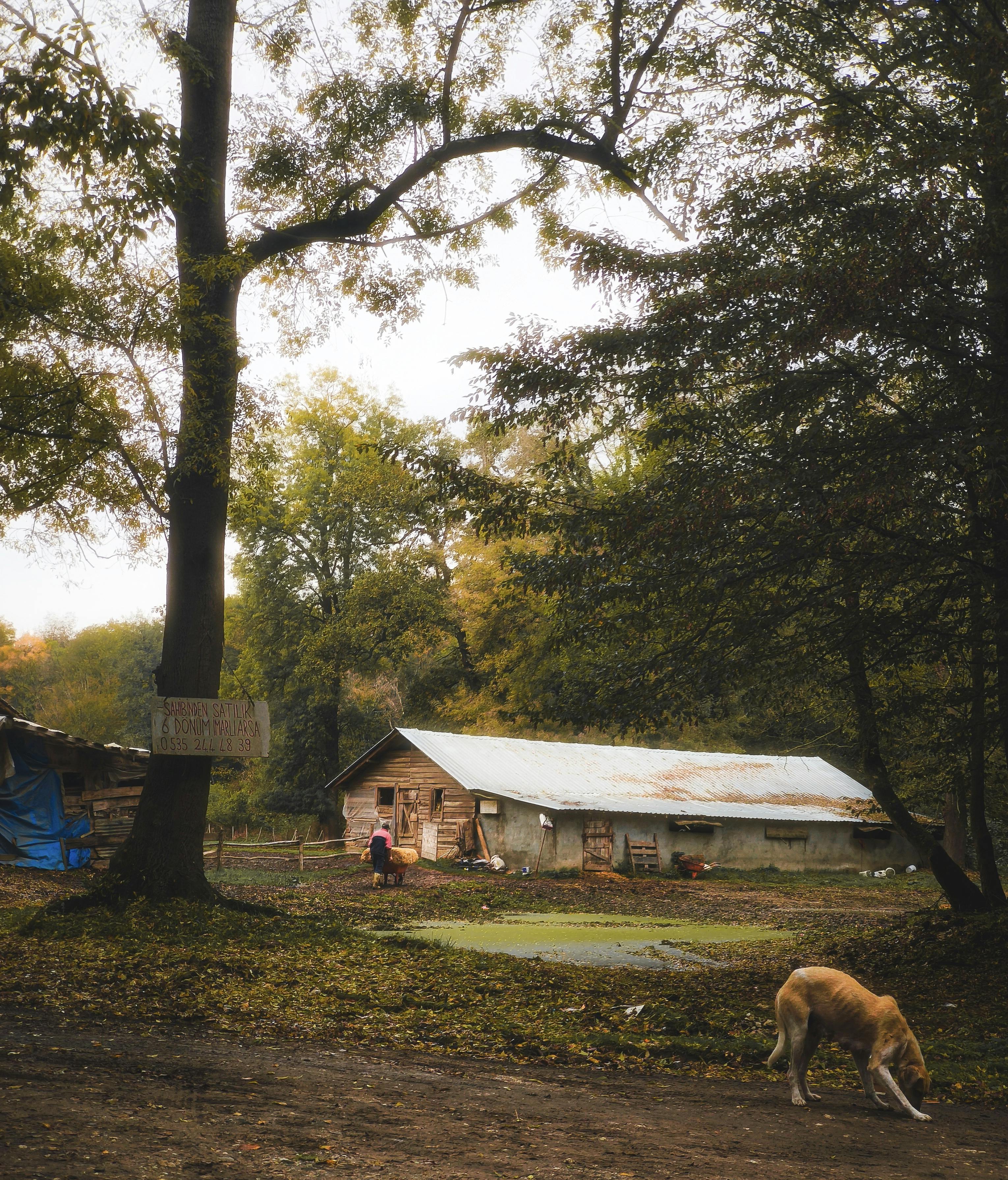 Pibble+Meme+Dog Photos, Download The BEST Free Pibble+Meme+Dog Stock ...