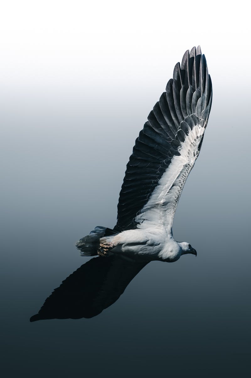 Free+Peak Photos, Download The BEST Free Free+Peak Stock Photos & HD Images