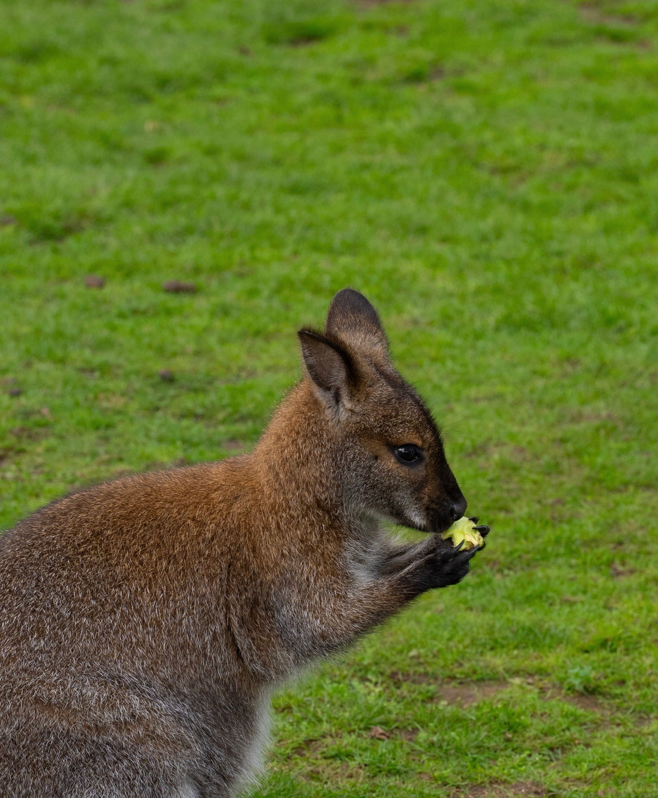 Charming Wallaby Eating in Grassy Field · Free Stock Photo