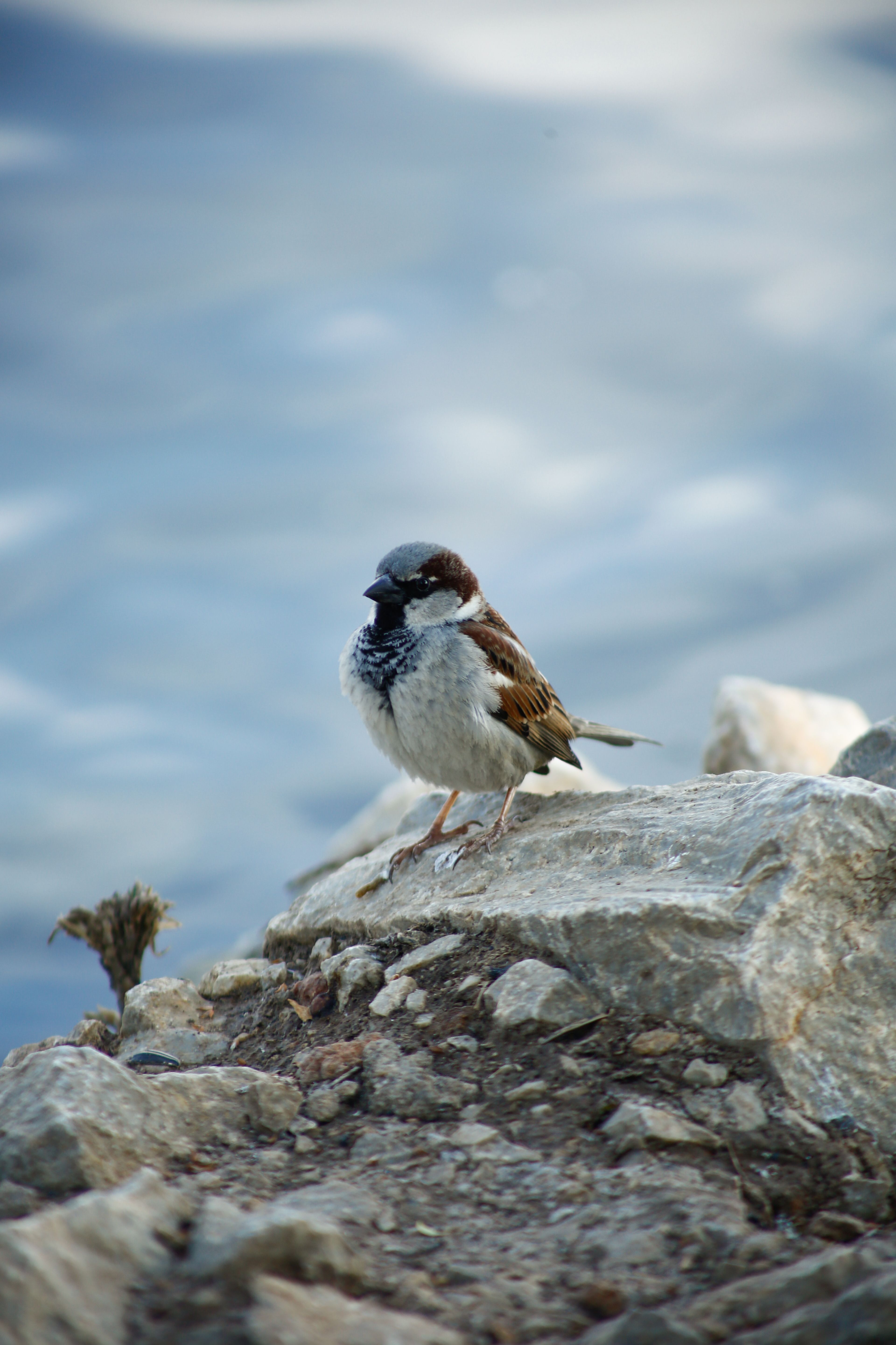 Color Sparrow Photos, Download The BEST Free Color Sparrow Stock Photos ...