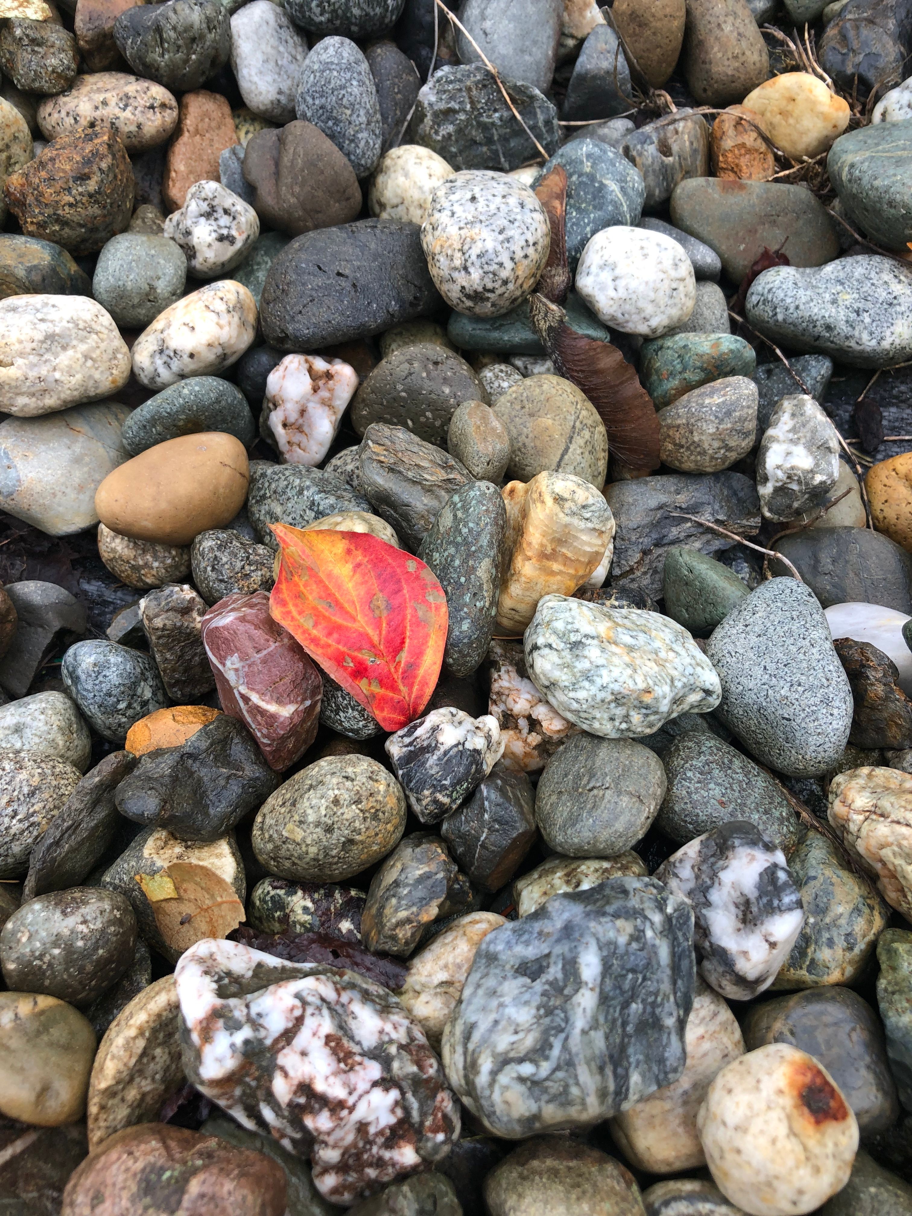 Colorful Leaf on River Stones in Autumn Setting · Free Stock Photo